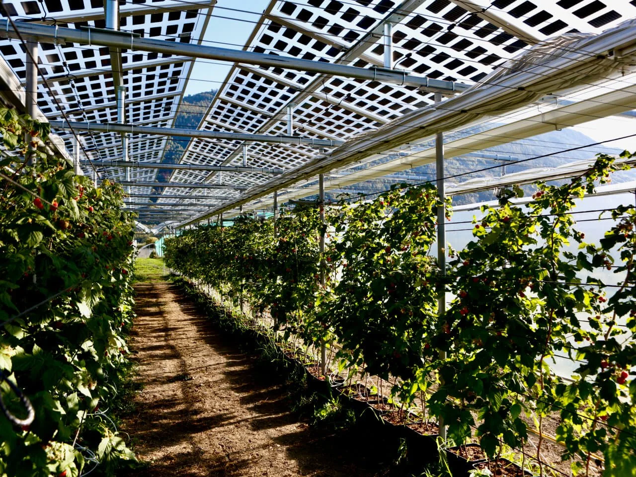 Brownfields, Butterflies, and Blooms of Algae: The Philosophy Behind ...