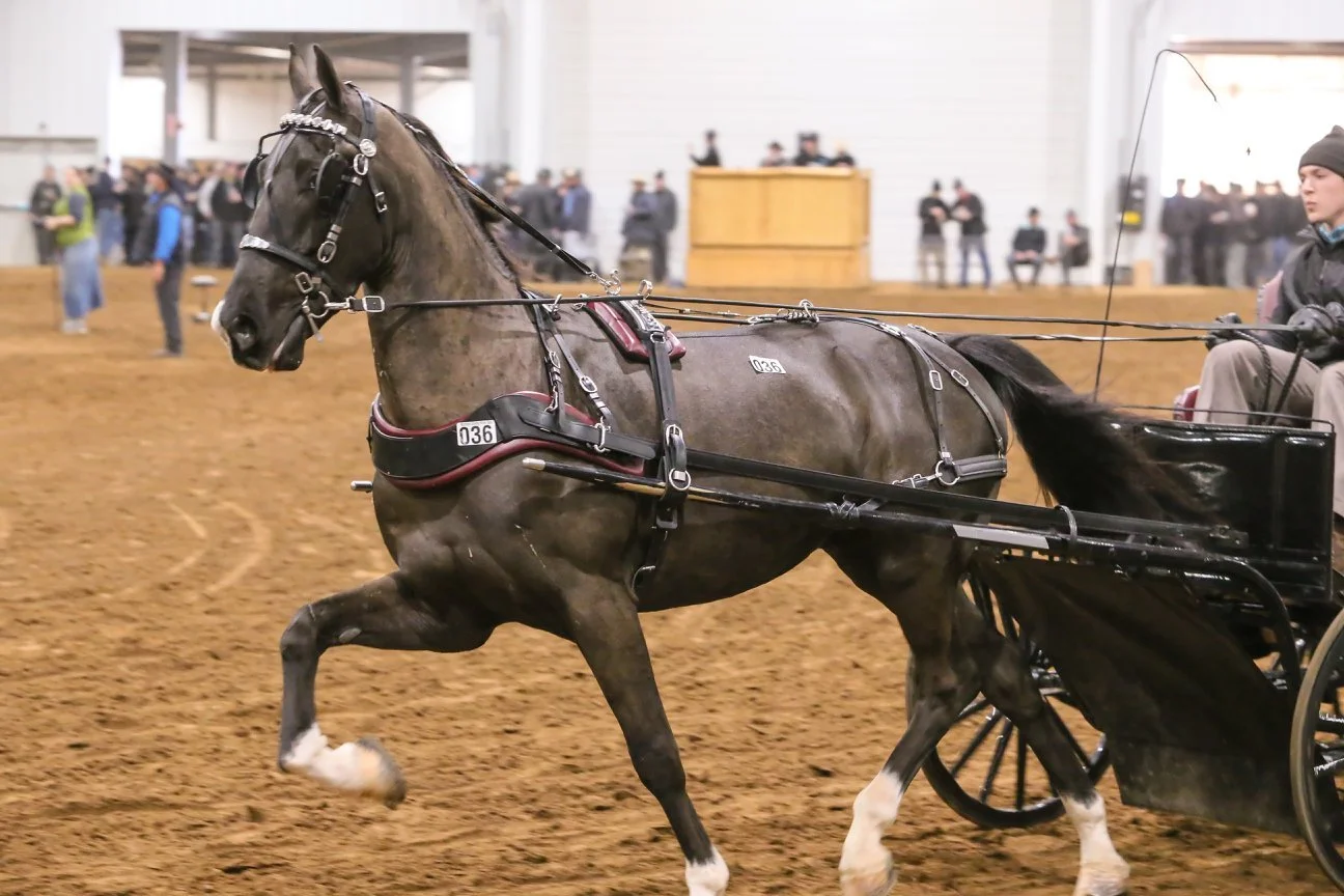 North American Morgan Sale — The Michiana Event Center