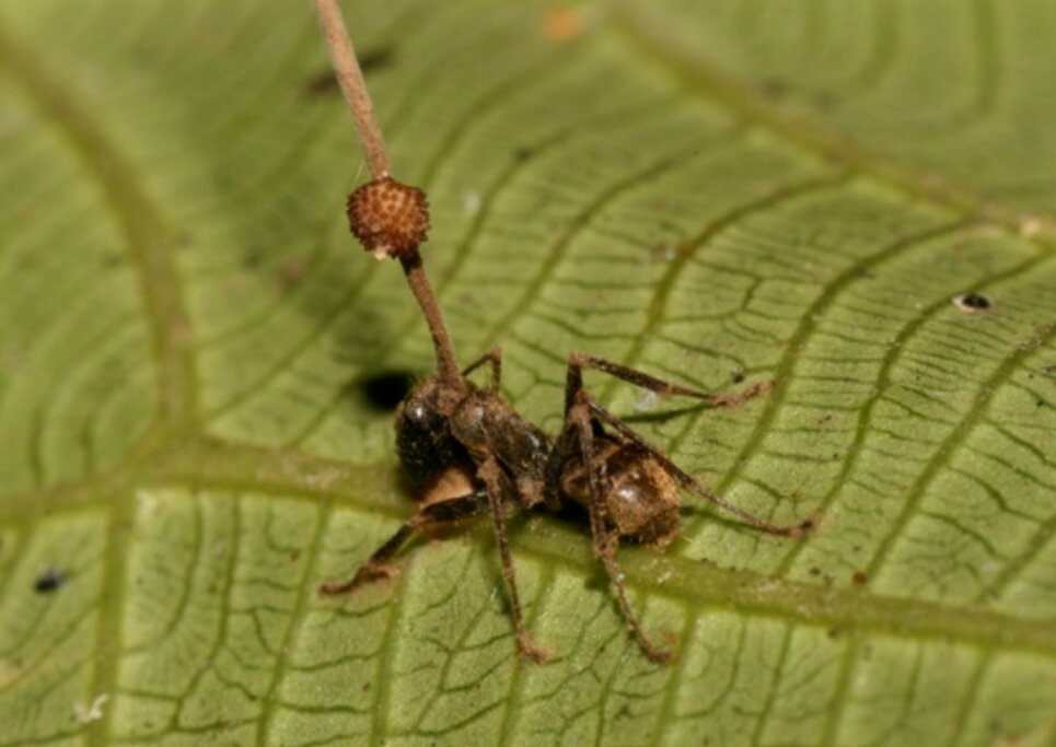 A Microbiologist's Guide to Zombies — Royal Canadian Institute for Science