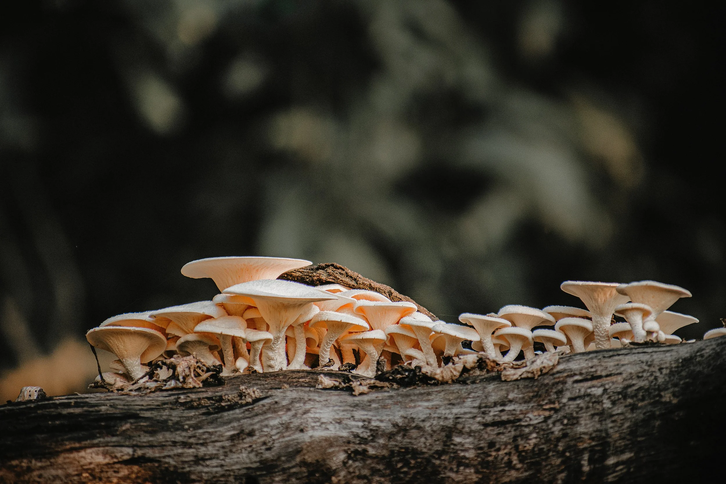Fantastic Fungi: An Ancient Past and Formidable Future — Royal Canadian ...