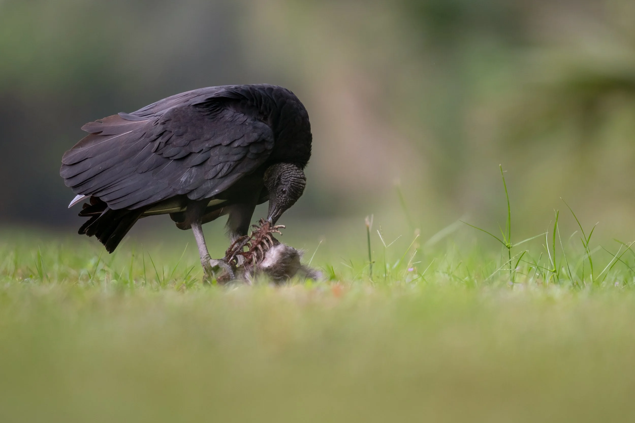 Vultures? — Kyle Tansley's Photography
