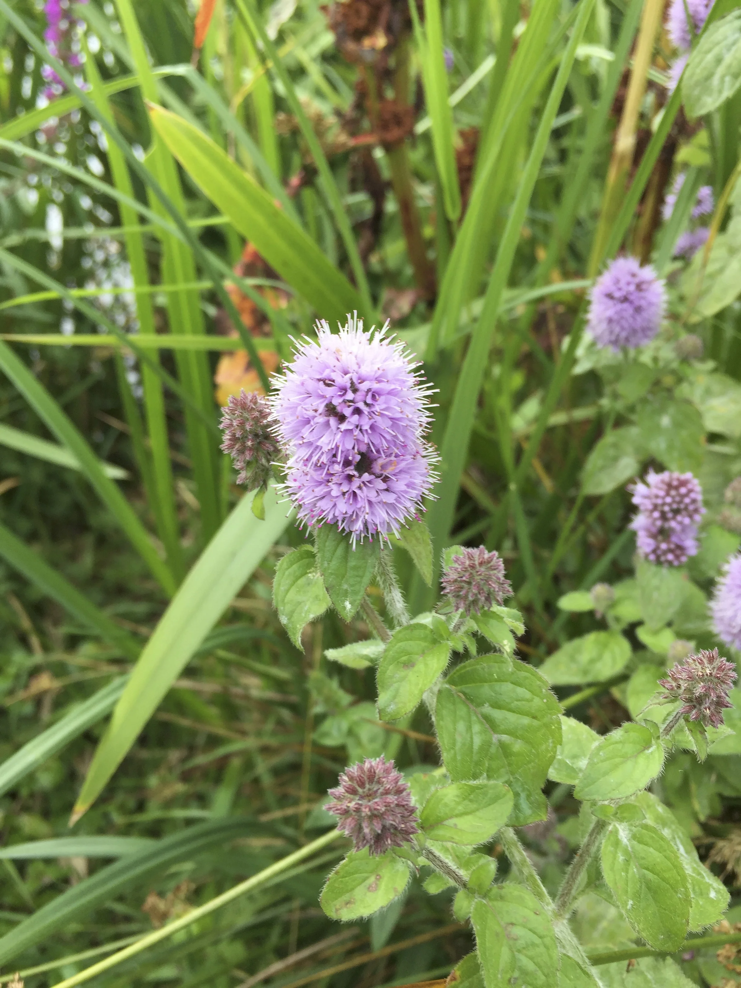 Mentha aquatica - Water Mint — BSBI VC77