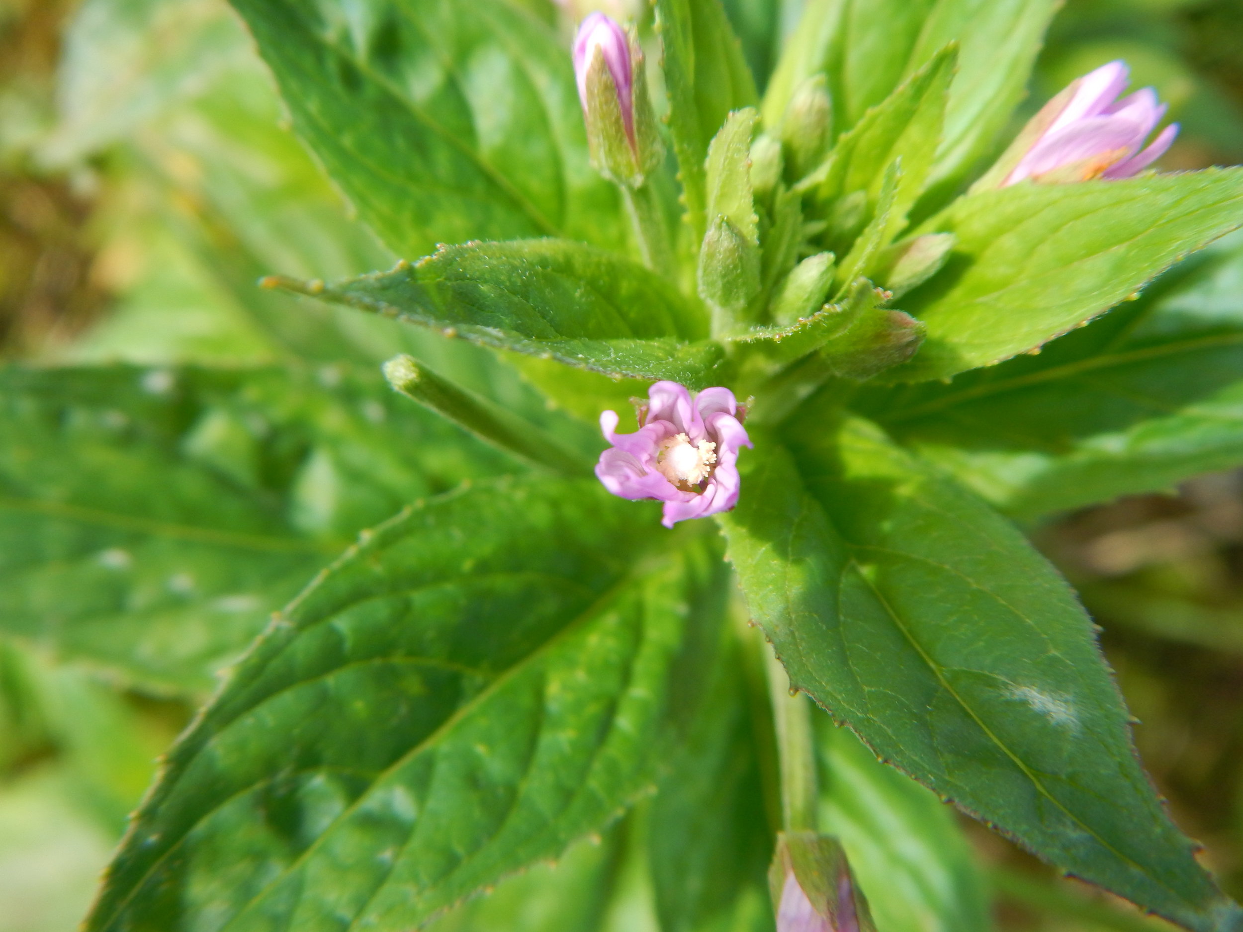 Epilobium species - Willowherbs — BSBI VC77