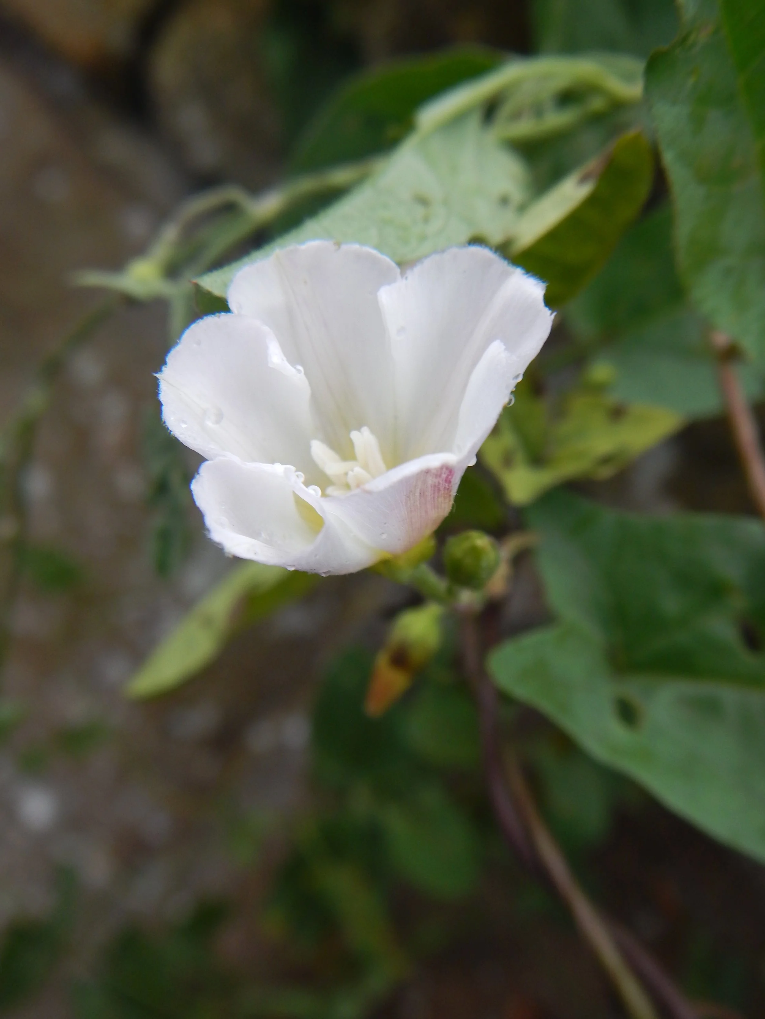 Calystegia and Convolvulus species - Bindweeds — BSBI VC77