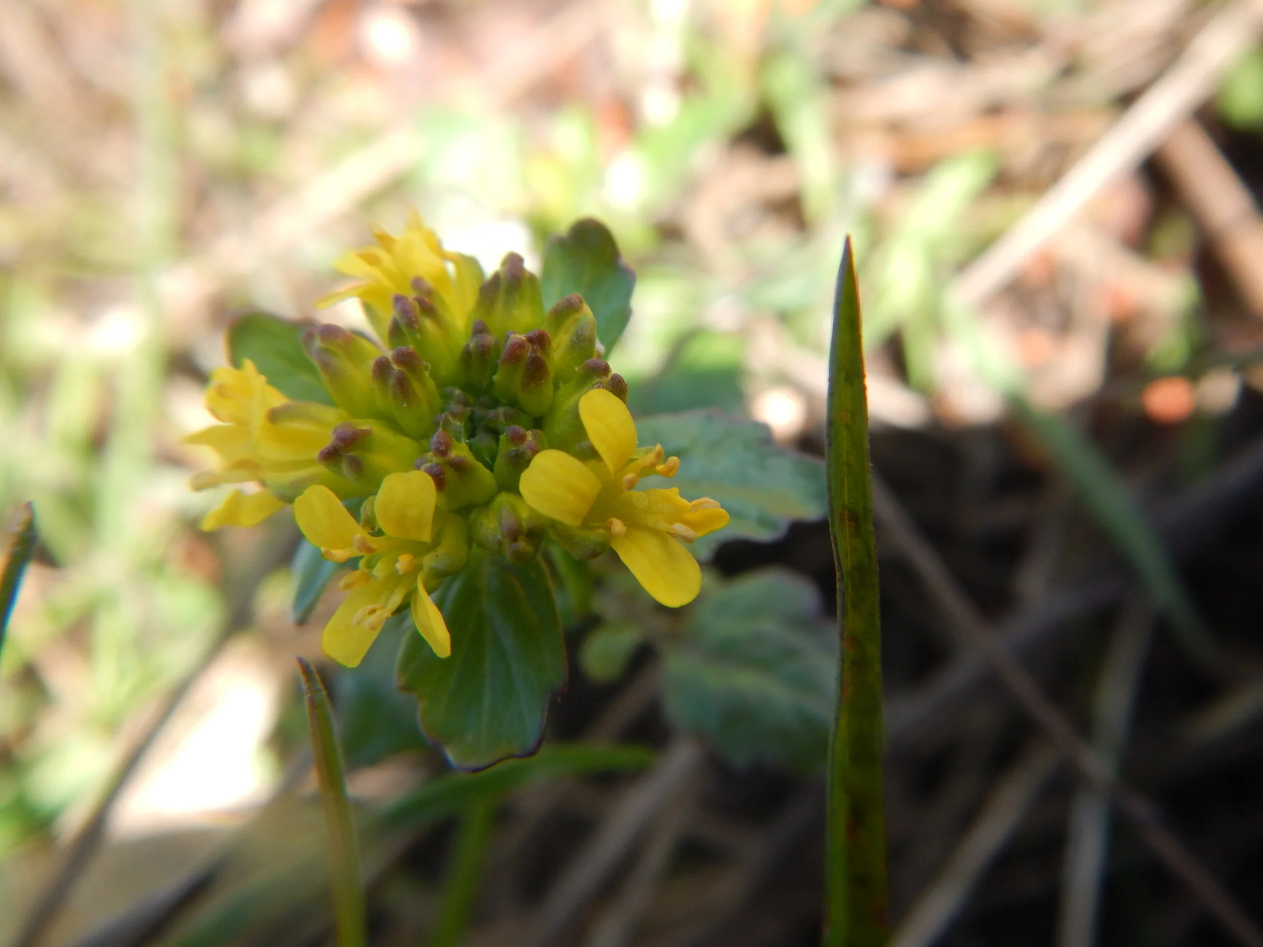 Barbarea - Winter-cress — BSBI VC77