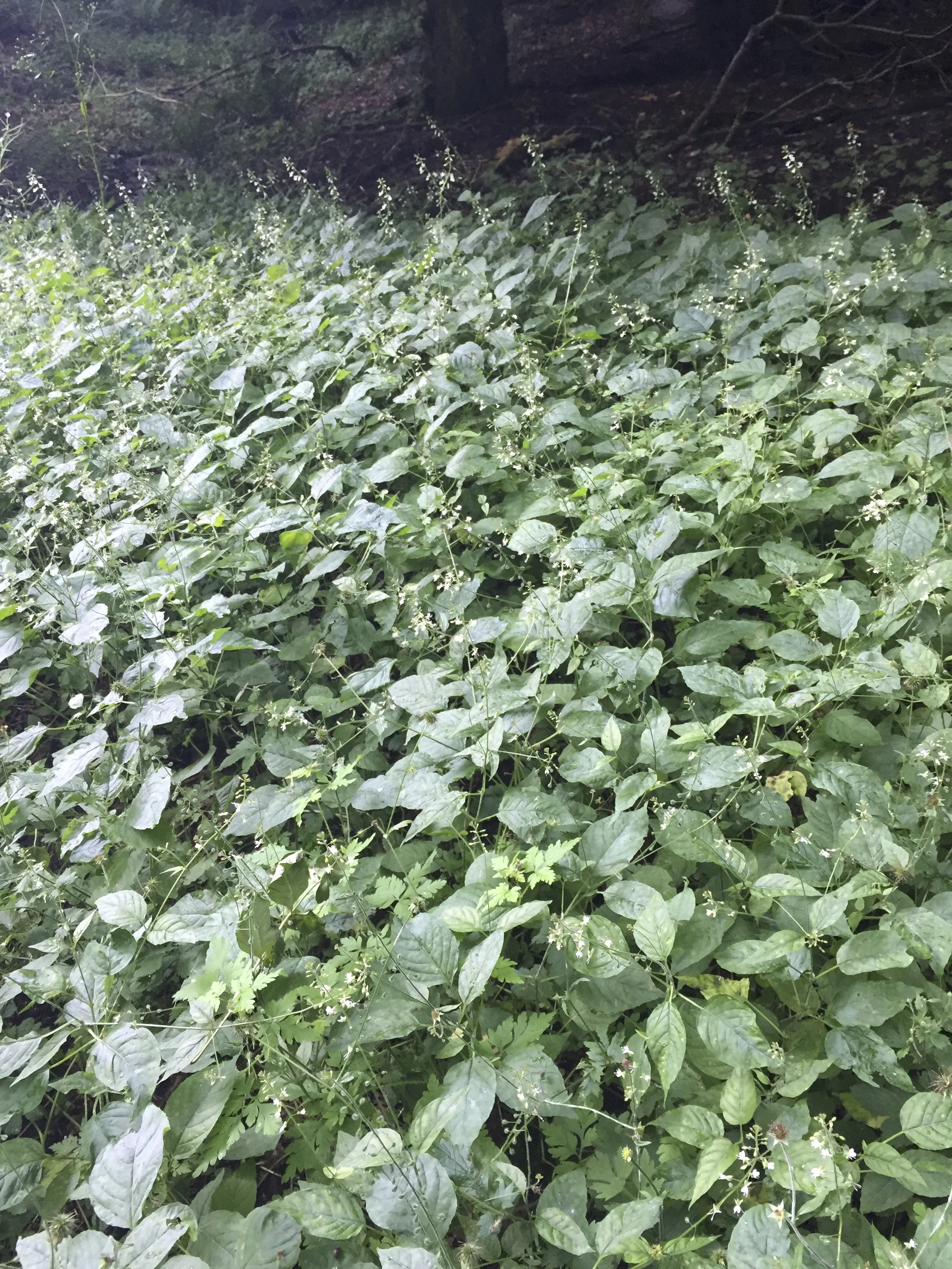 Circaea species - Enchanter’s-Nightshade — BSBI VC77