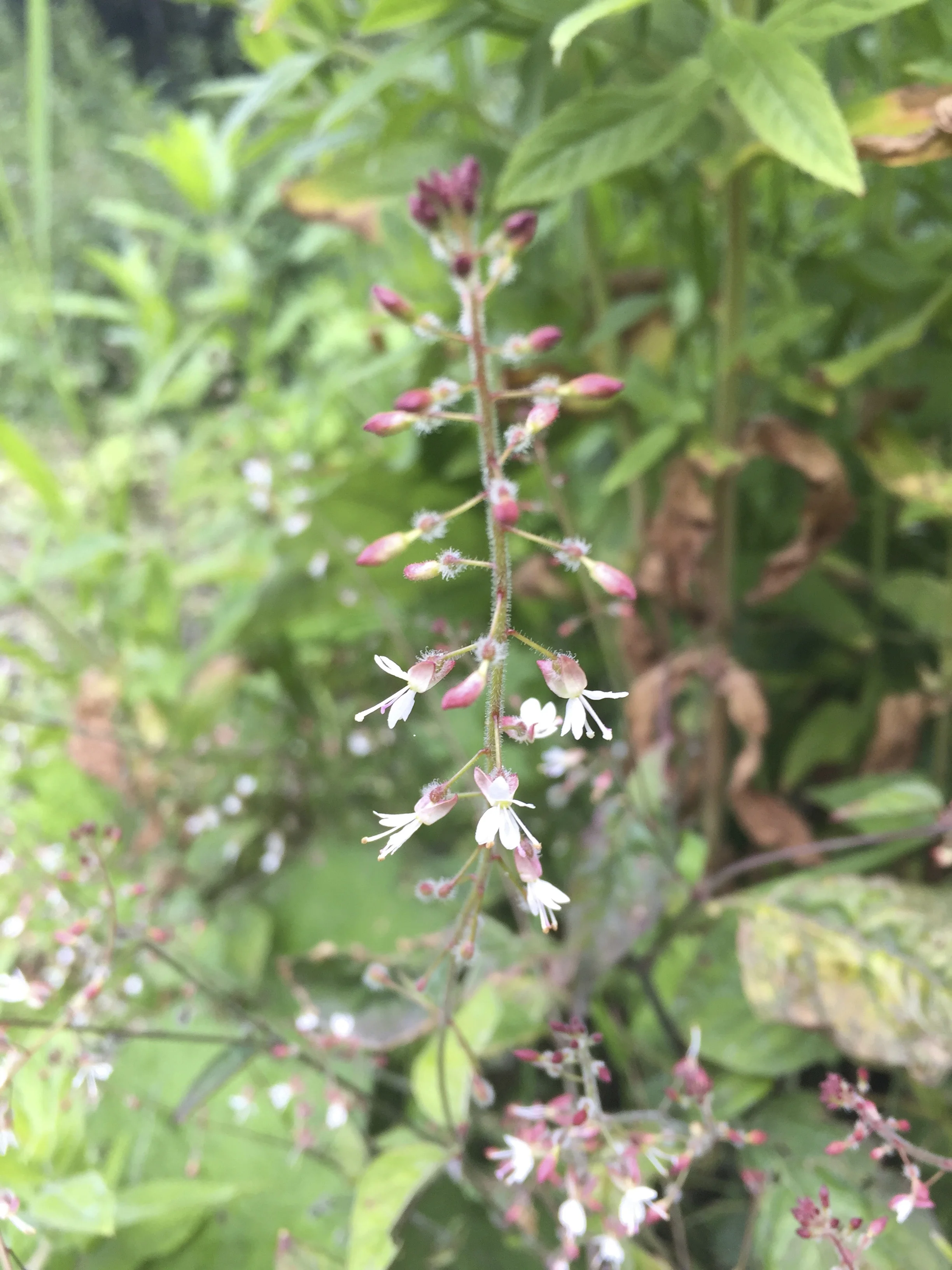 Circaea species - Enchanter’s-Nightshade — BSBI VC77