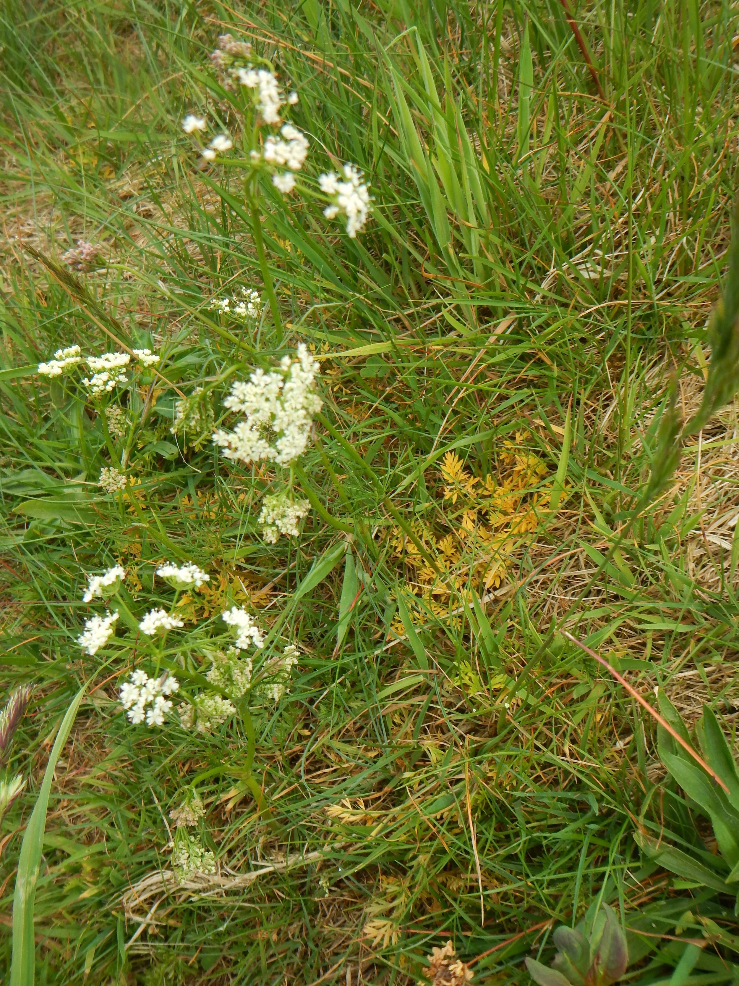 Conopodium majus - Pignut — BSBI VC77