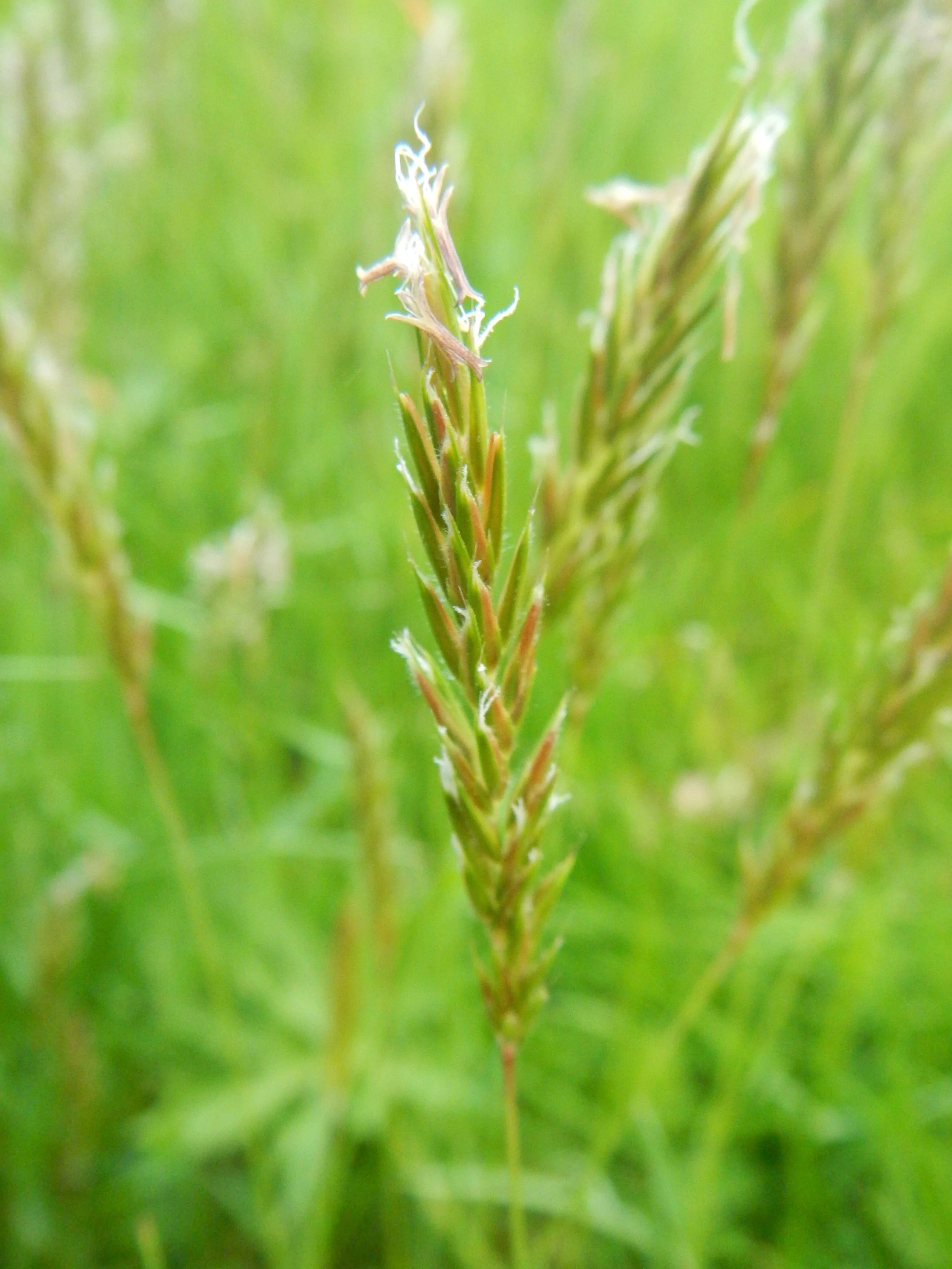 Anthoxanthum odoratum - Sweet Vernal Grass — BSBI VC77