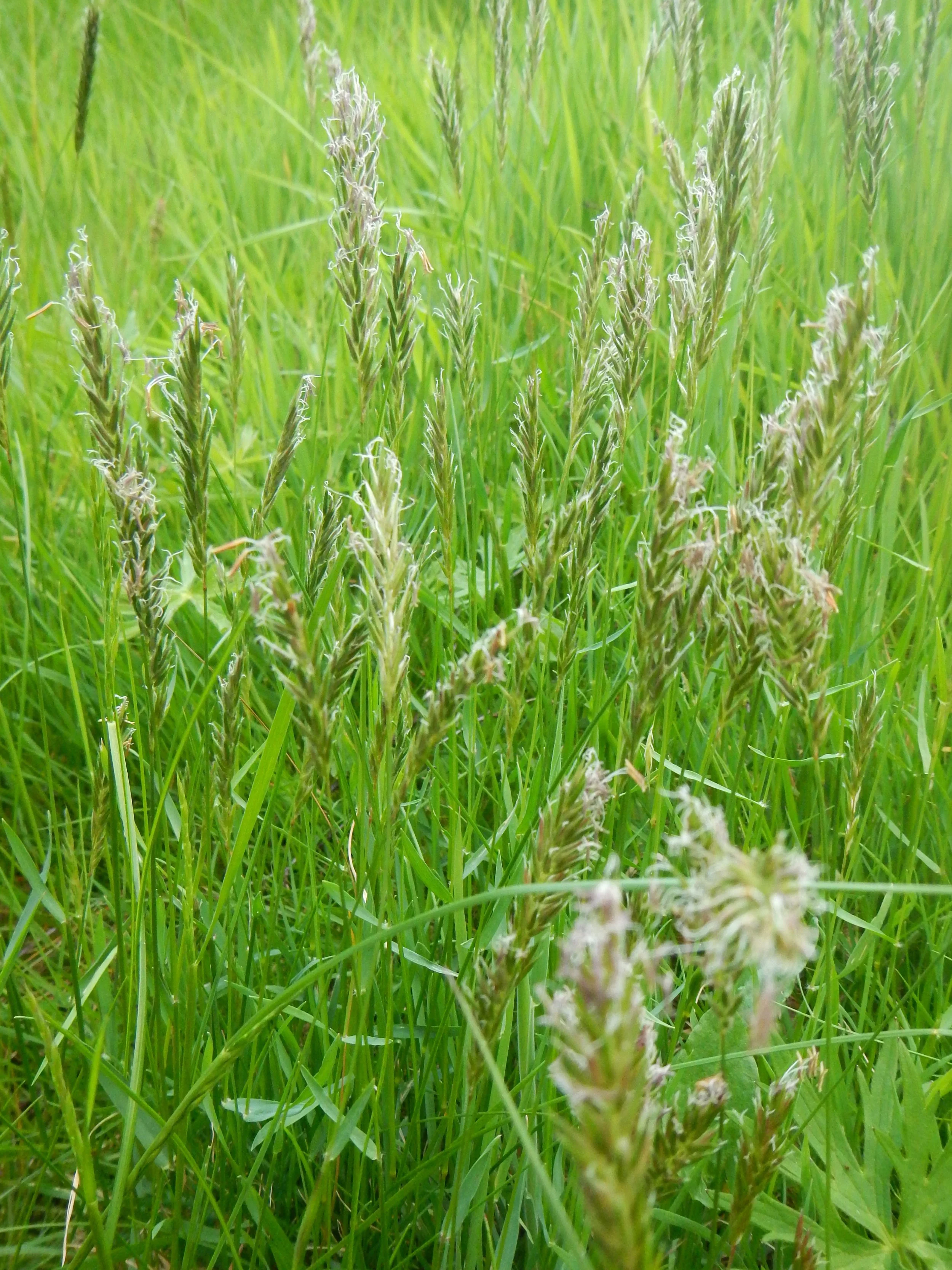 Anthoxanthum odoratum - Sweet Vernal Grass — BSBI VC77