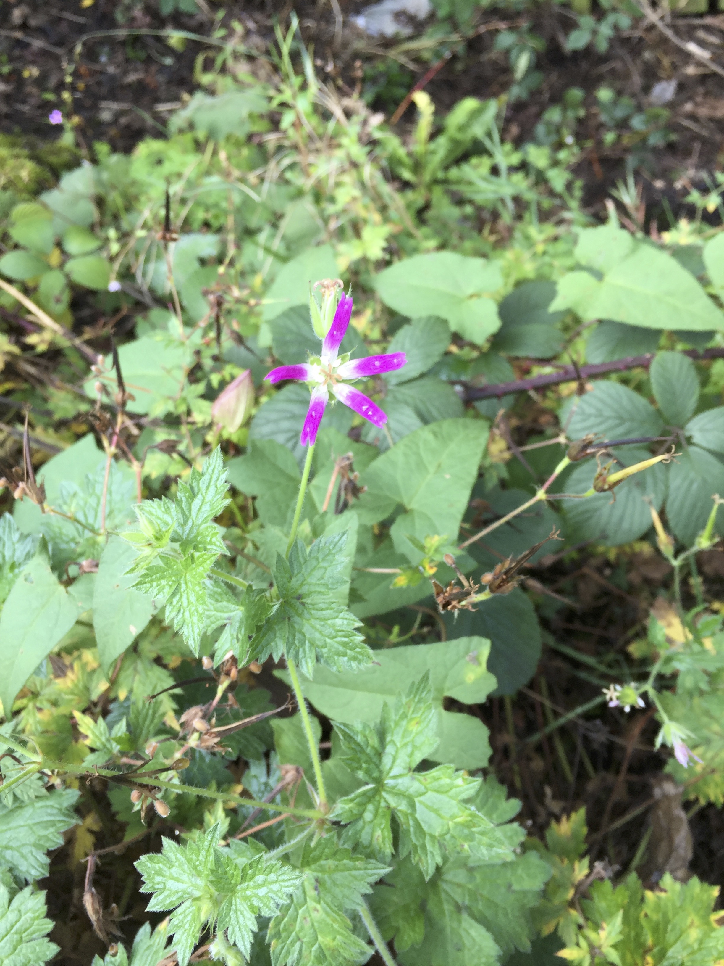 Geranium molle - Dove's-foot Crane's-bill — BSBI VC77