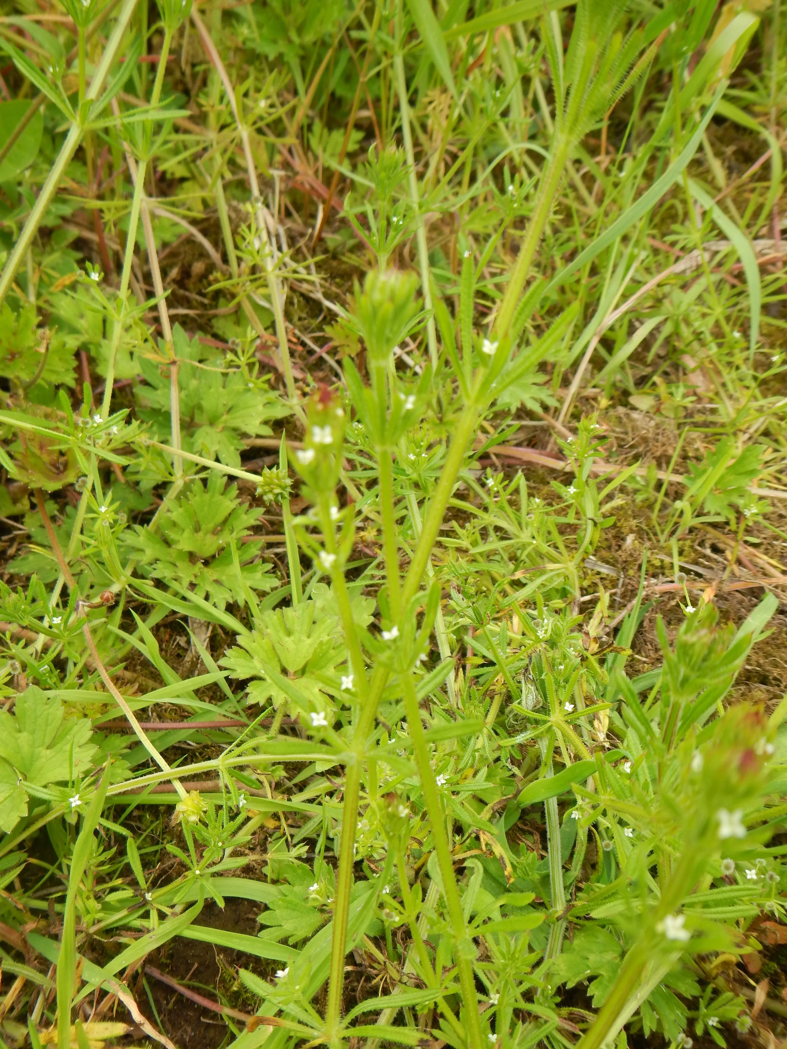 Galium mollugo - Hedge Bedstraw — BSBI VC77