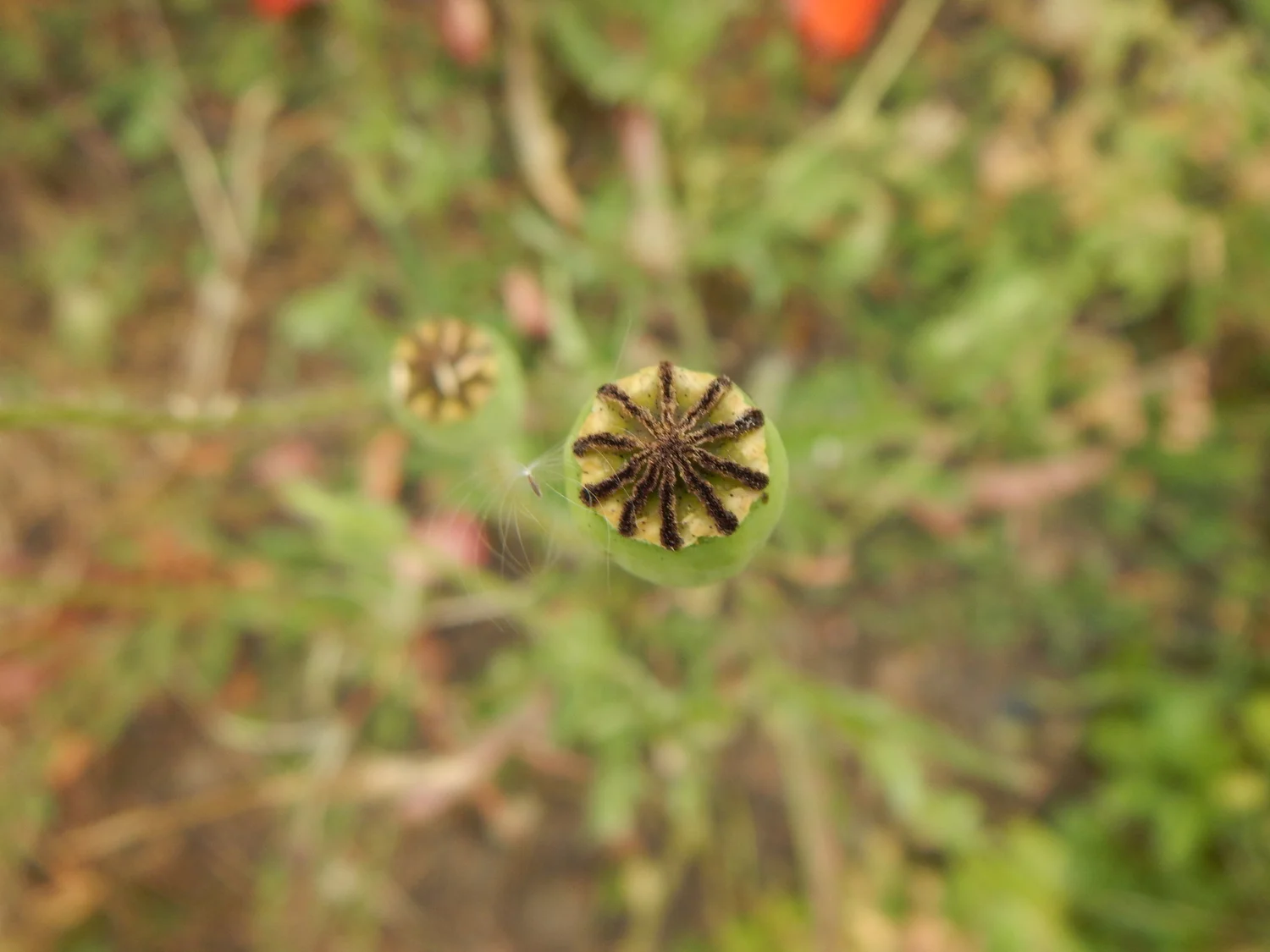 Papaver Rhoeas Pod