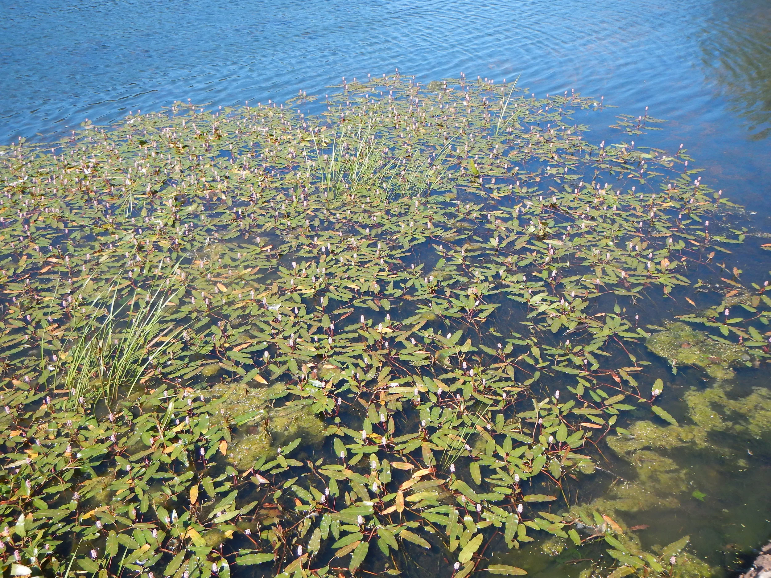 Persicaria amphibia - Amphibious Bisort — BSBI VC77