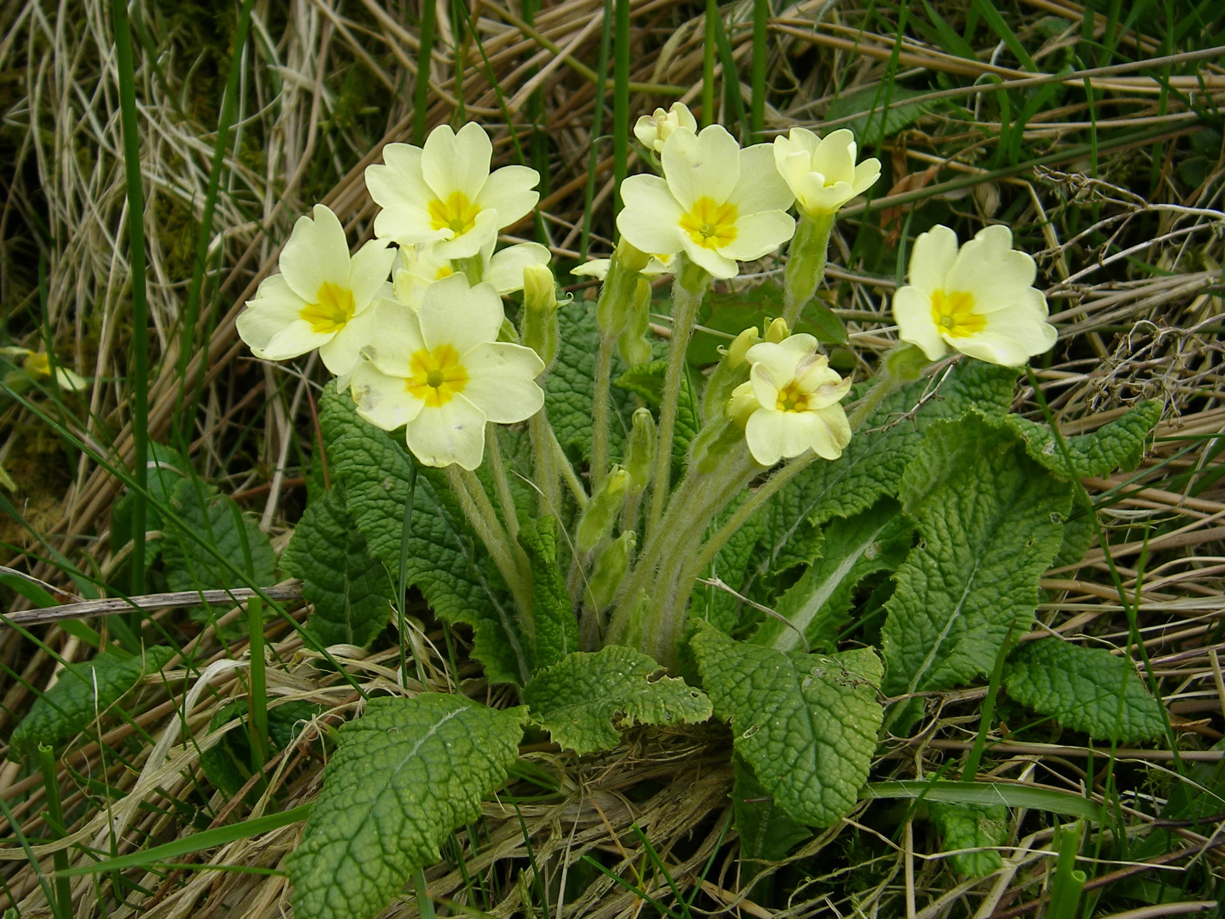 Primula elatior - Oxlip — BSBI VC77