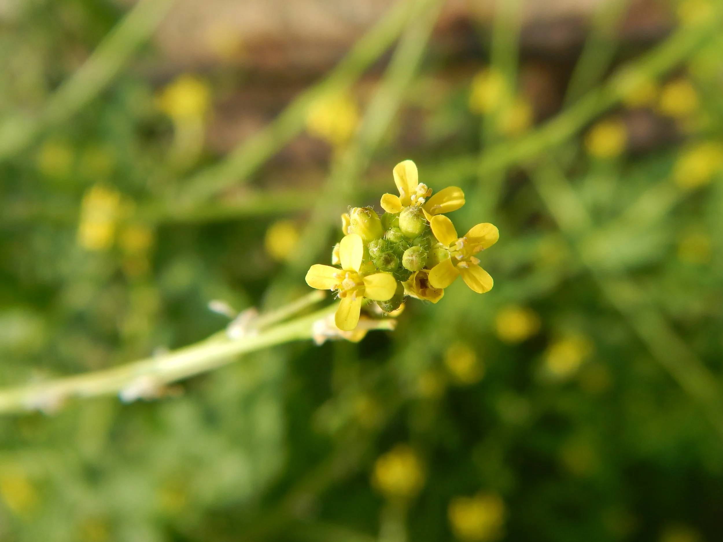 Sisymbrium officinale - Hedge Mustard — BSBI VC77