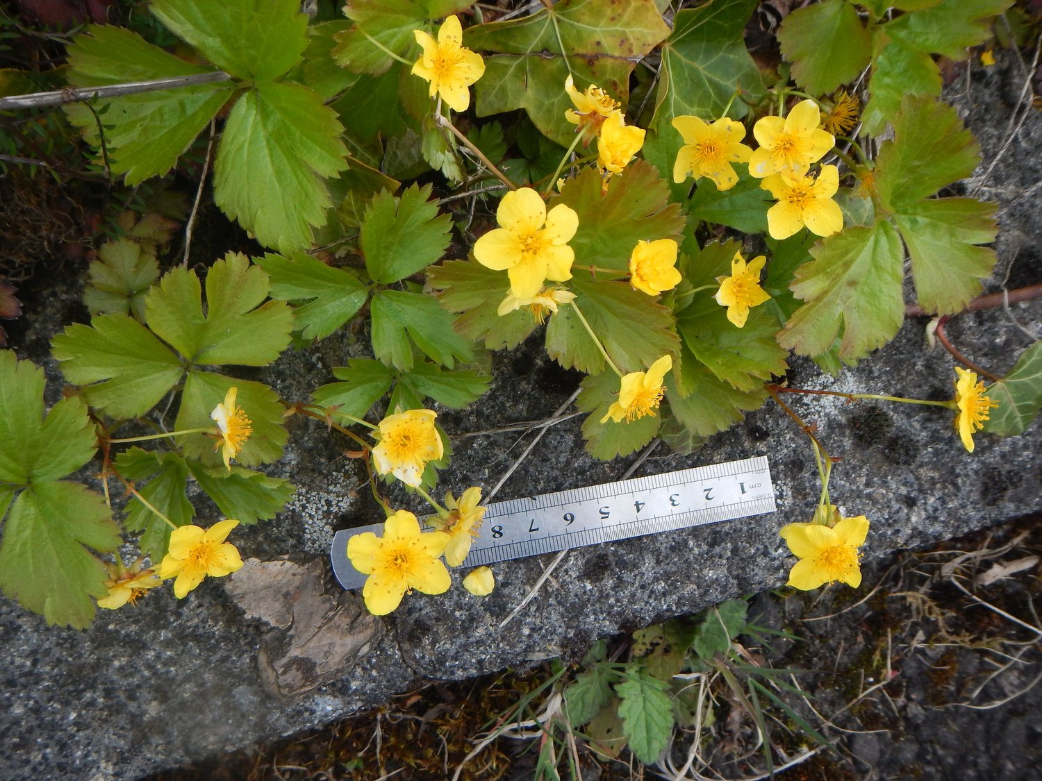 Waldsteinia Ternata