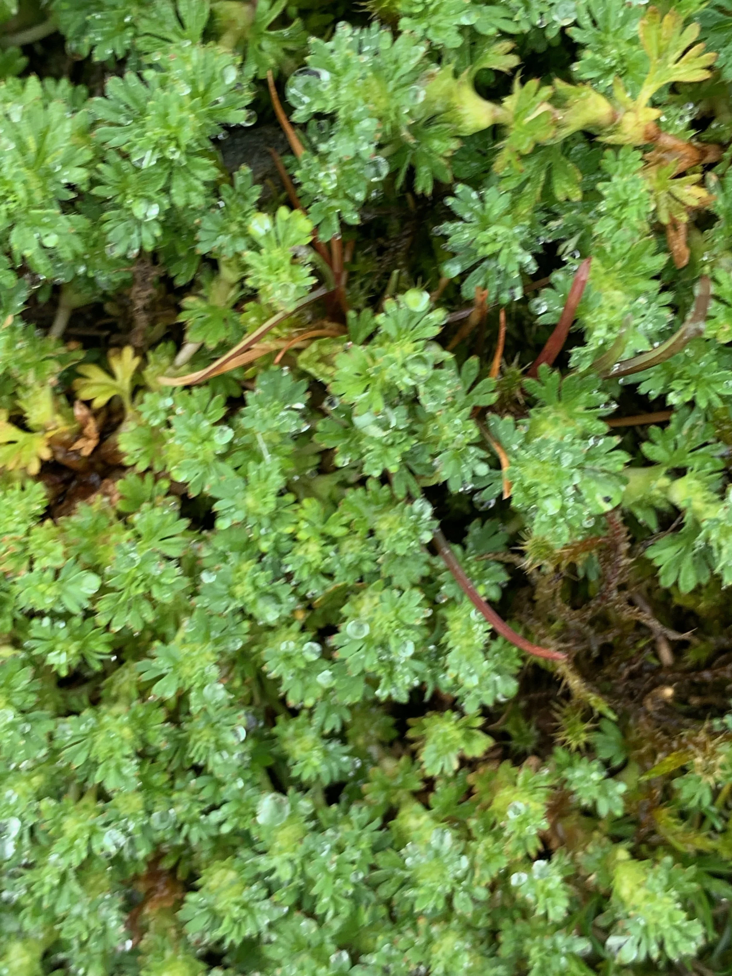 Aphanes arvensis - Parsley Piert — BSBI VC77