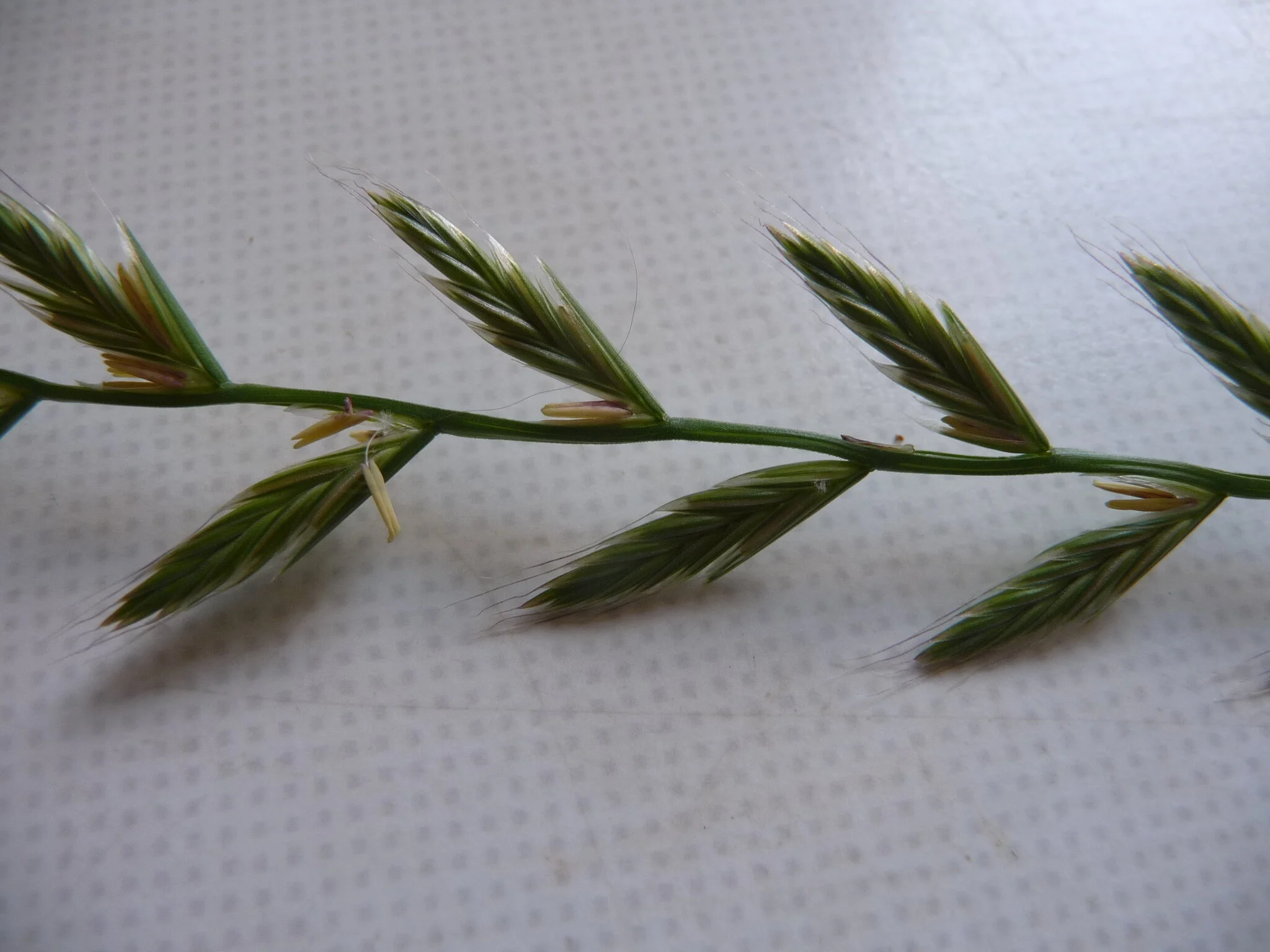 Lolium species - Rye-grasses — BSBI VC77