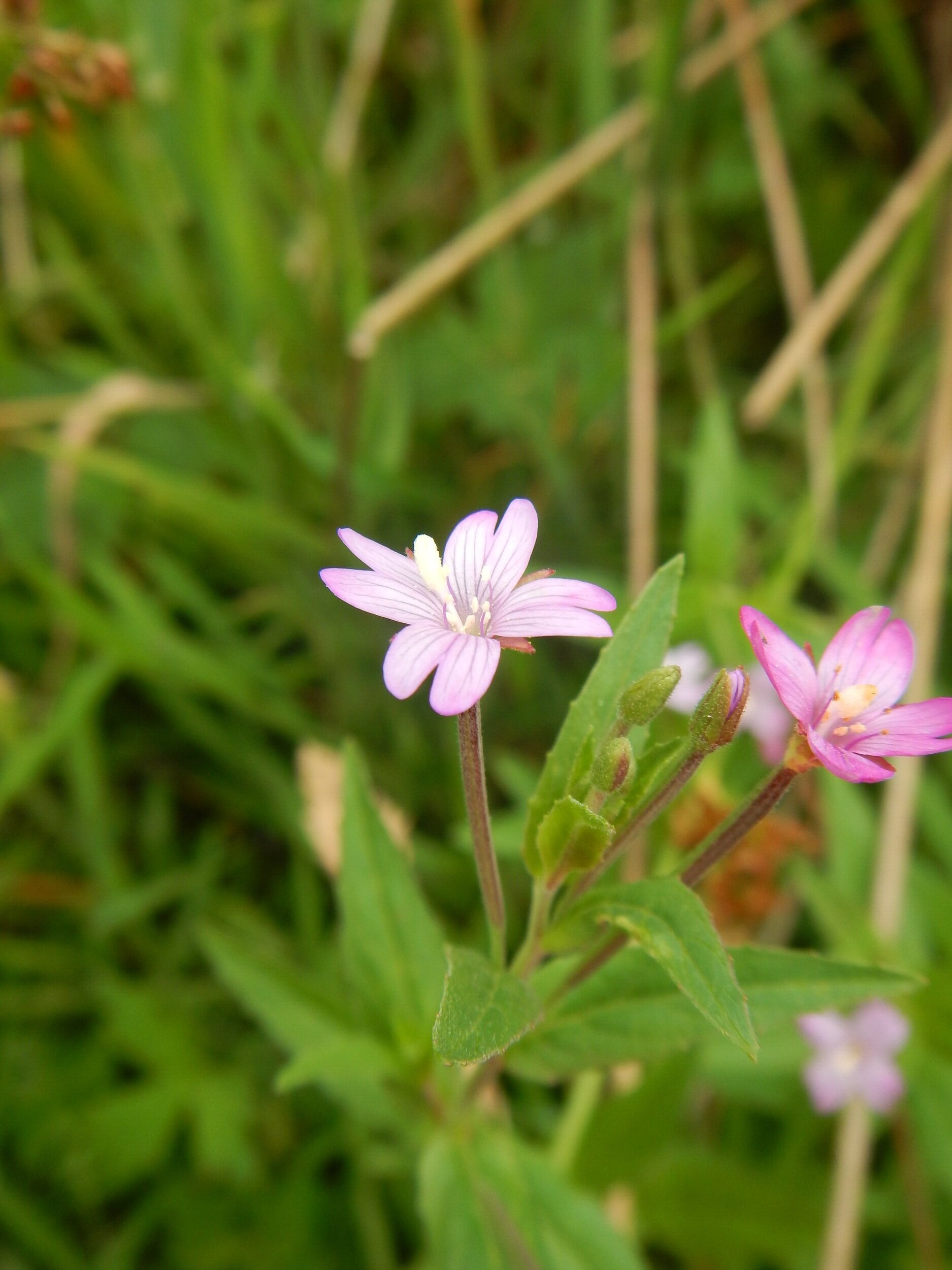 Epilobium species - Willowherbs — BSBI VC77