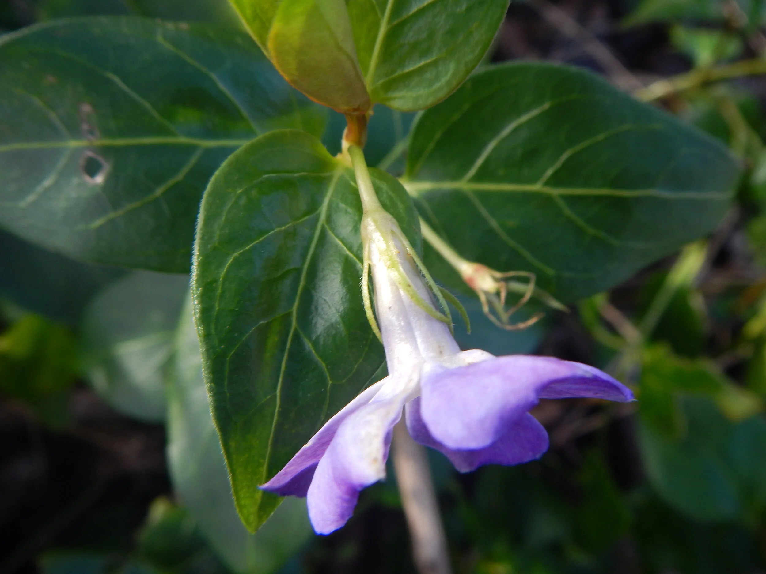 Vinca species - Periwinkles — BSBI VC77