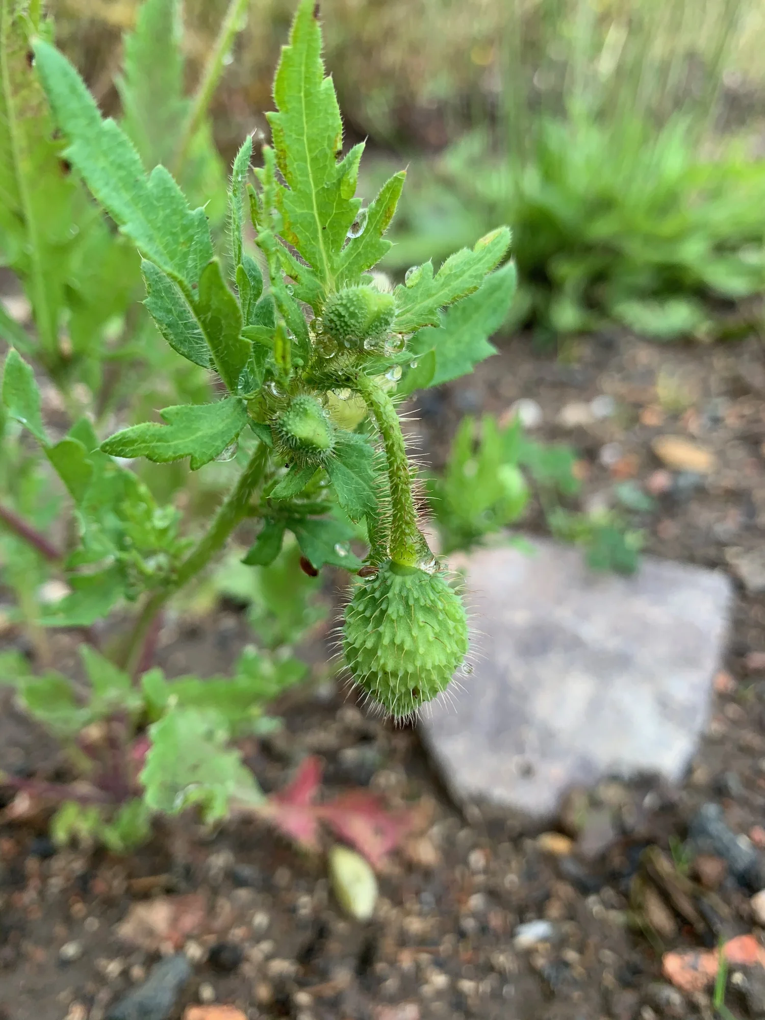 Papaver Rhoeas Leaves