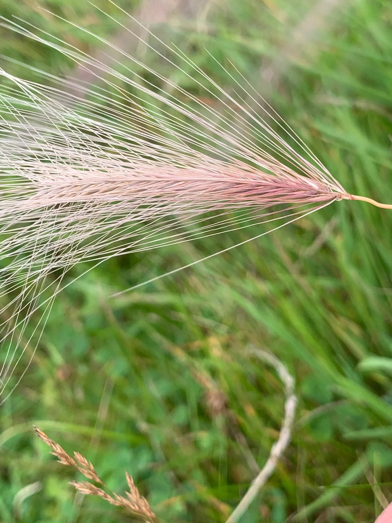 Hordeum Jubatum Dogs