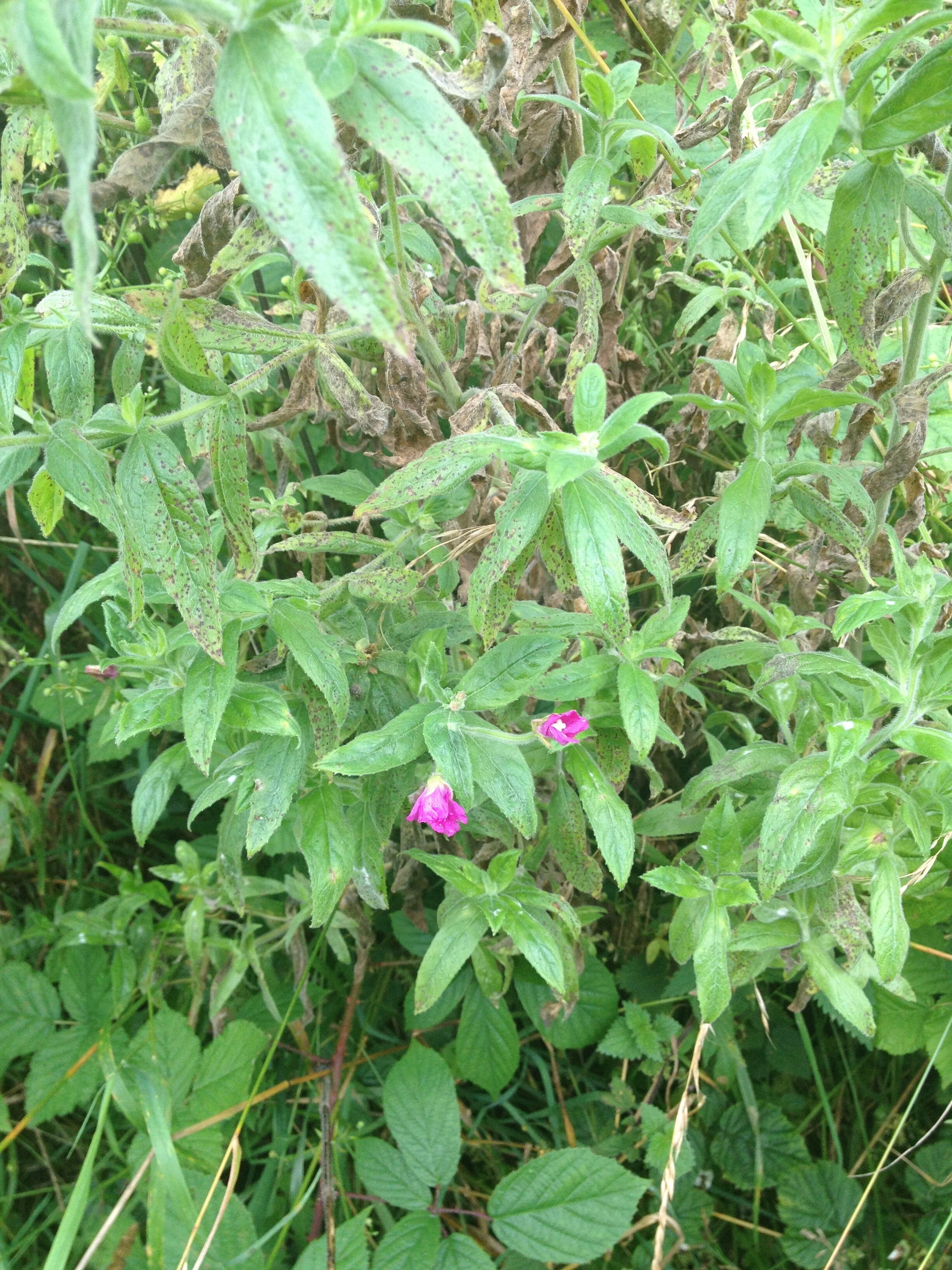 Epilobium species - Willowherbs — BSBI VC77
