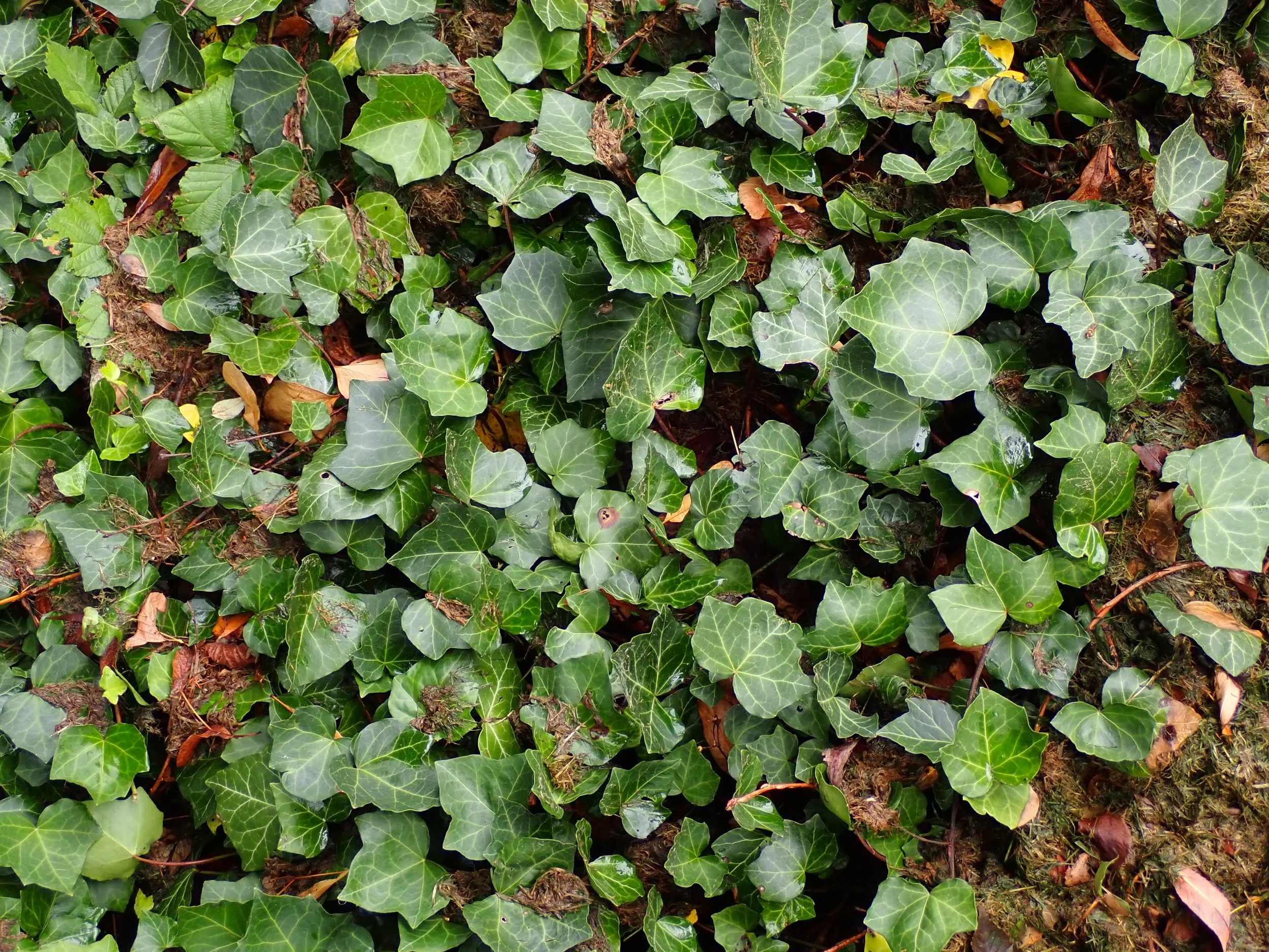 Hedera species - Ivy — BSBI VC77