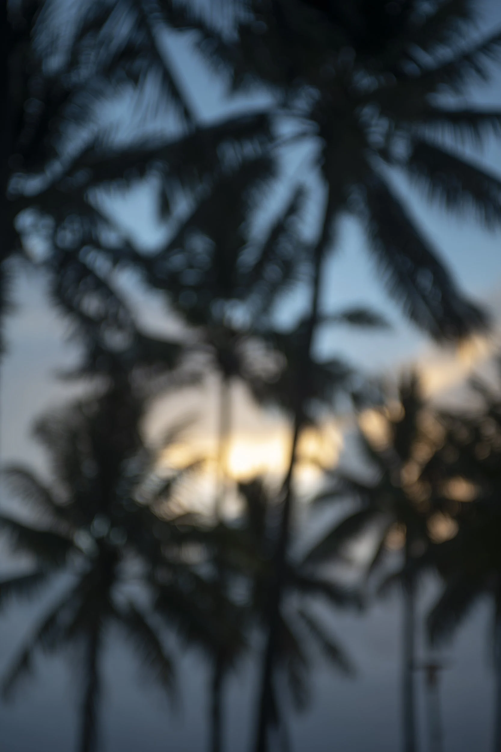 Schonfeld Miami Landscapes — John Duckworth