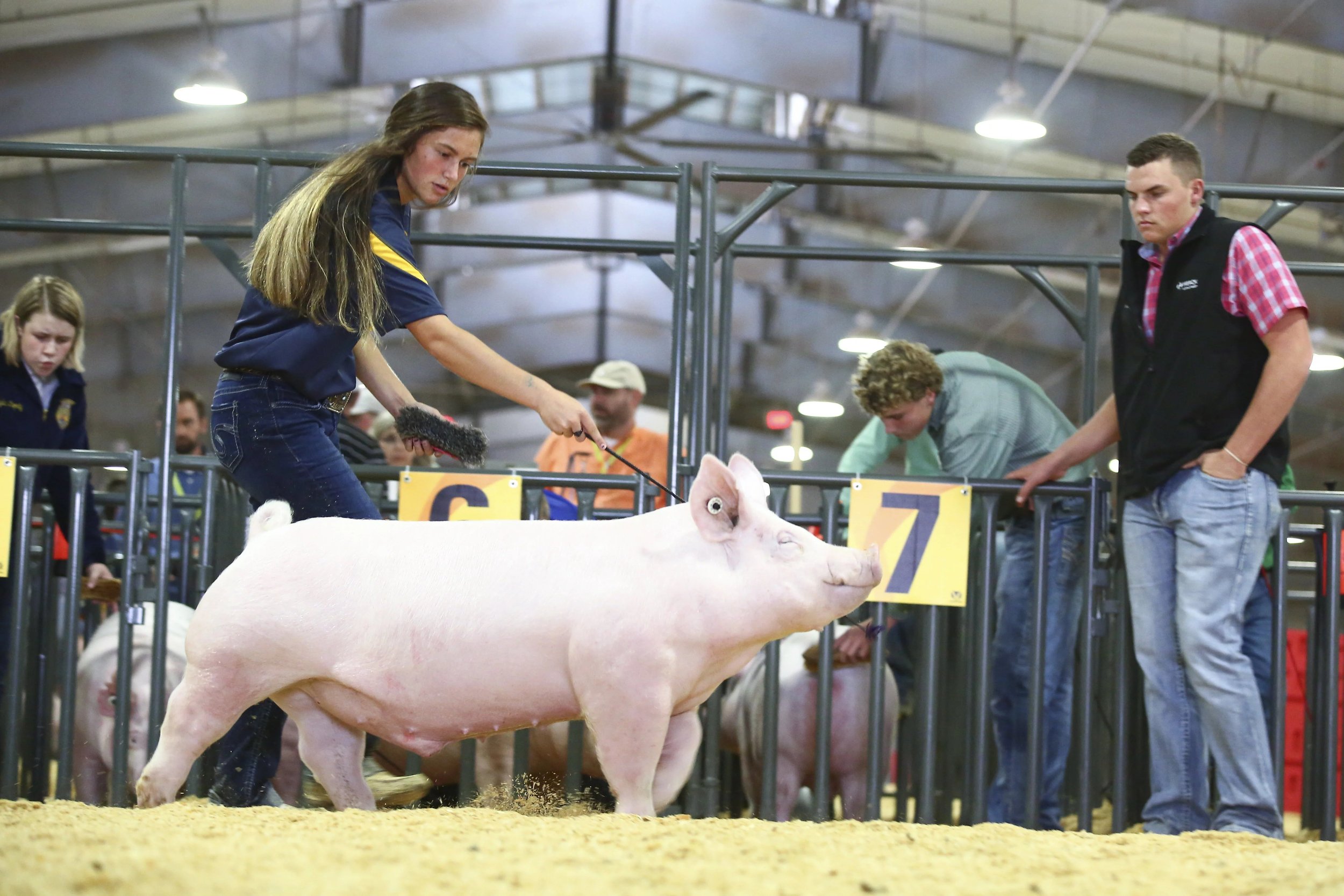 Trogdon Show Pigs
