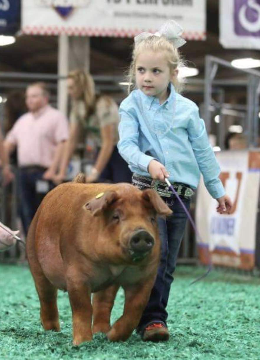 Trogdon Show Pigs