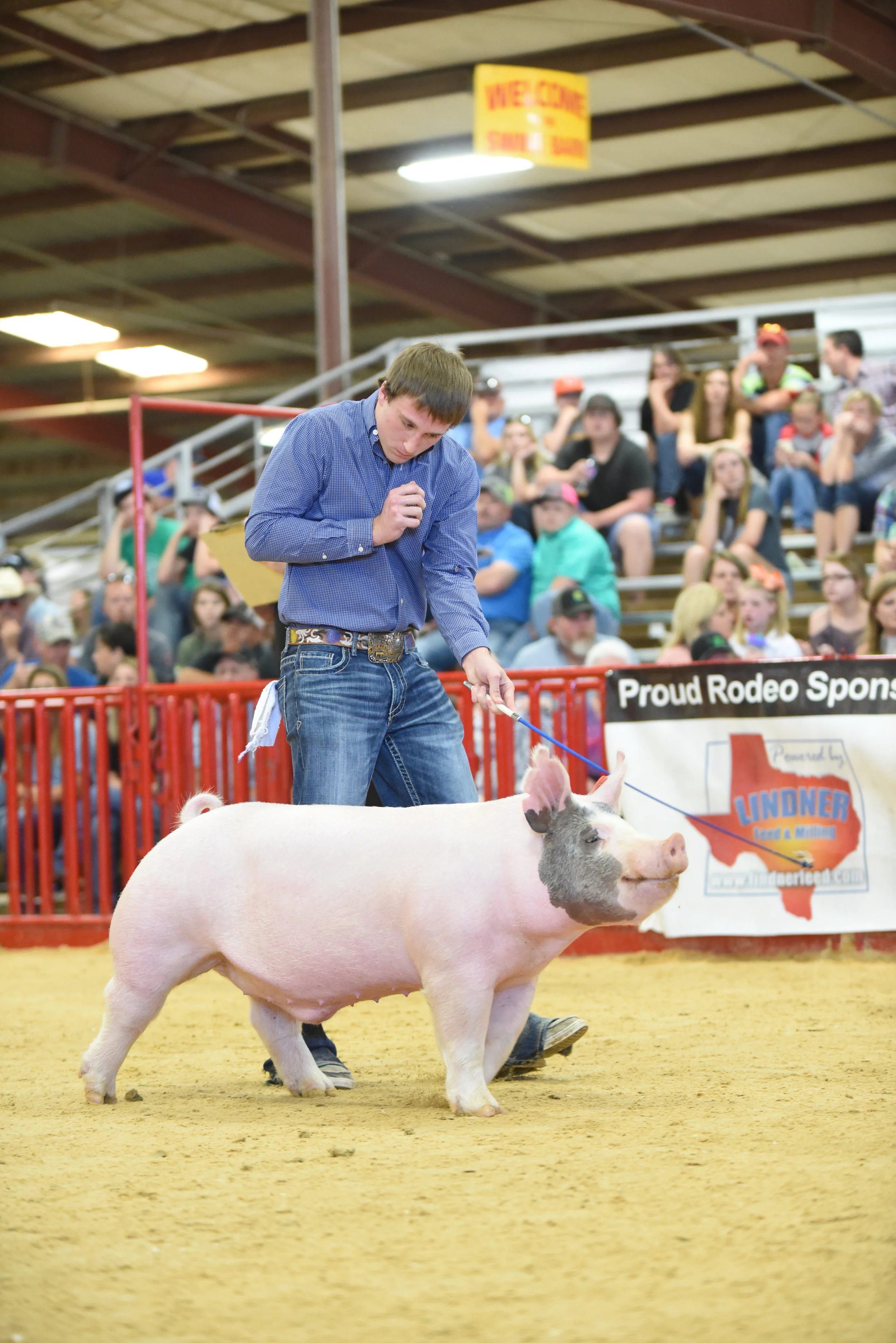 Trogdon Show Pigs