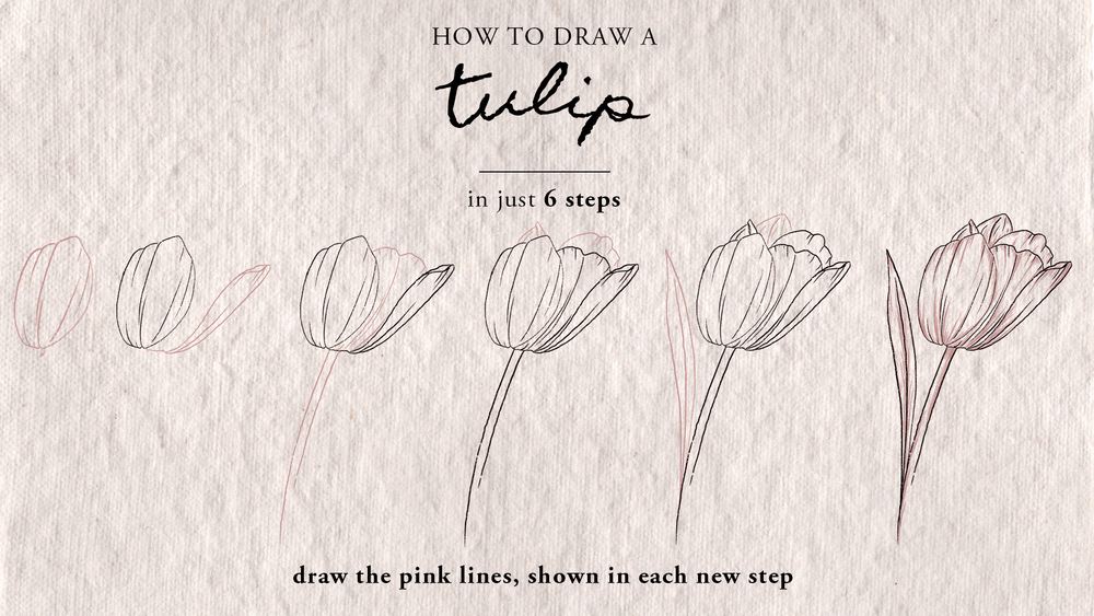 How To Draw A Tulip - Easy Step By Step Drawing Tutorial For Beginners ...