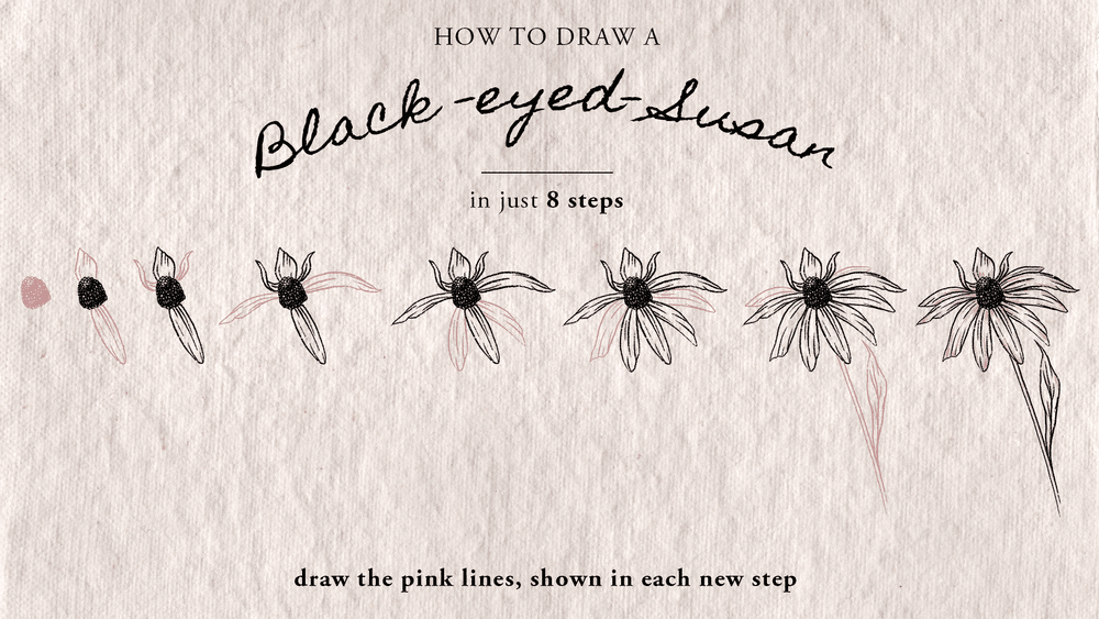 How To Draw Black Eyed Susan - Real Time Video Tutorial — Felicity & Ink