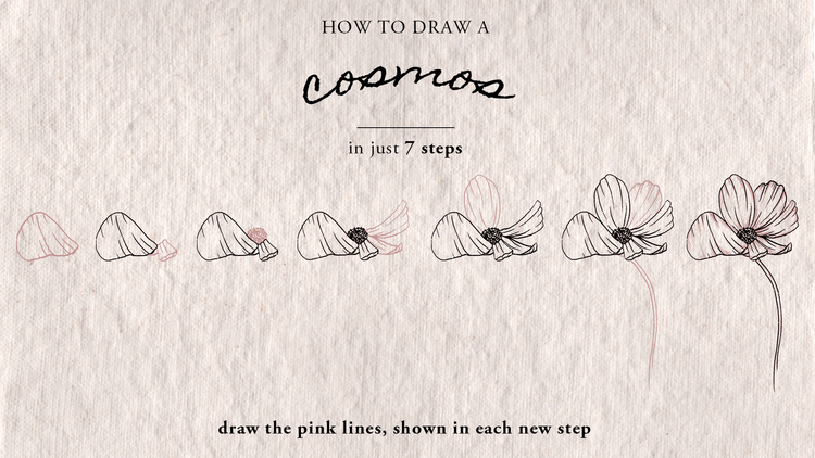 How To Draw A Cosmos - Real Time Video Tutorial — Felicity & Ink