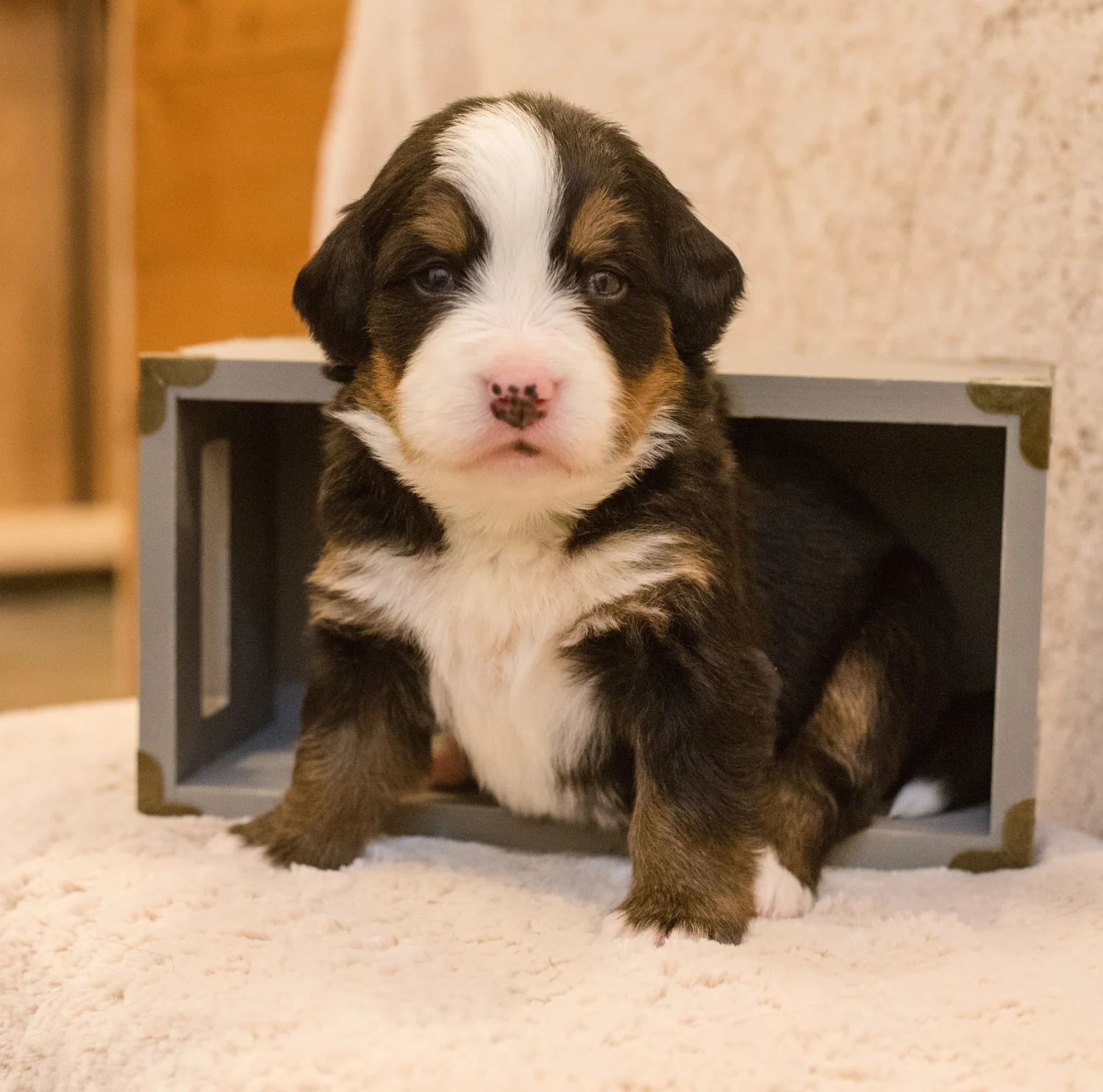 Puppies — Freiberners - Registered Bernese Mountain Dogs