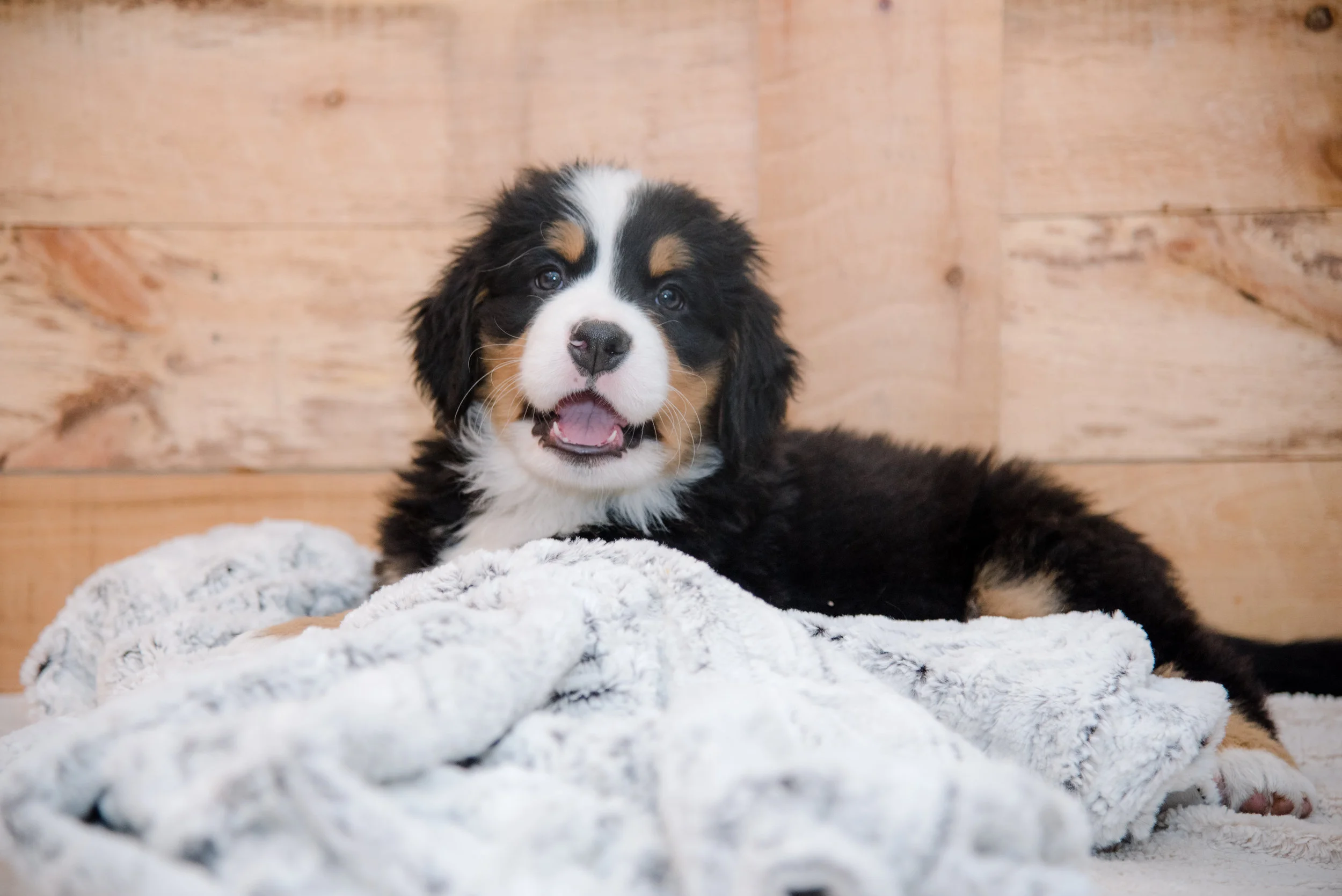 Puppies — Freiberners - Registered Bernese Mountain Dogs
