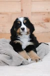 Puppies — Freiberners - Registered Bernese Mountain Dogs