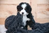 Puppies — Freiberners - Registered Bernese Mountain Dogs