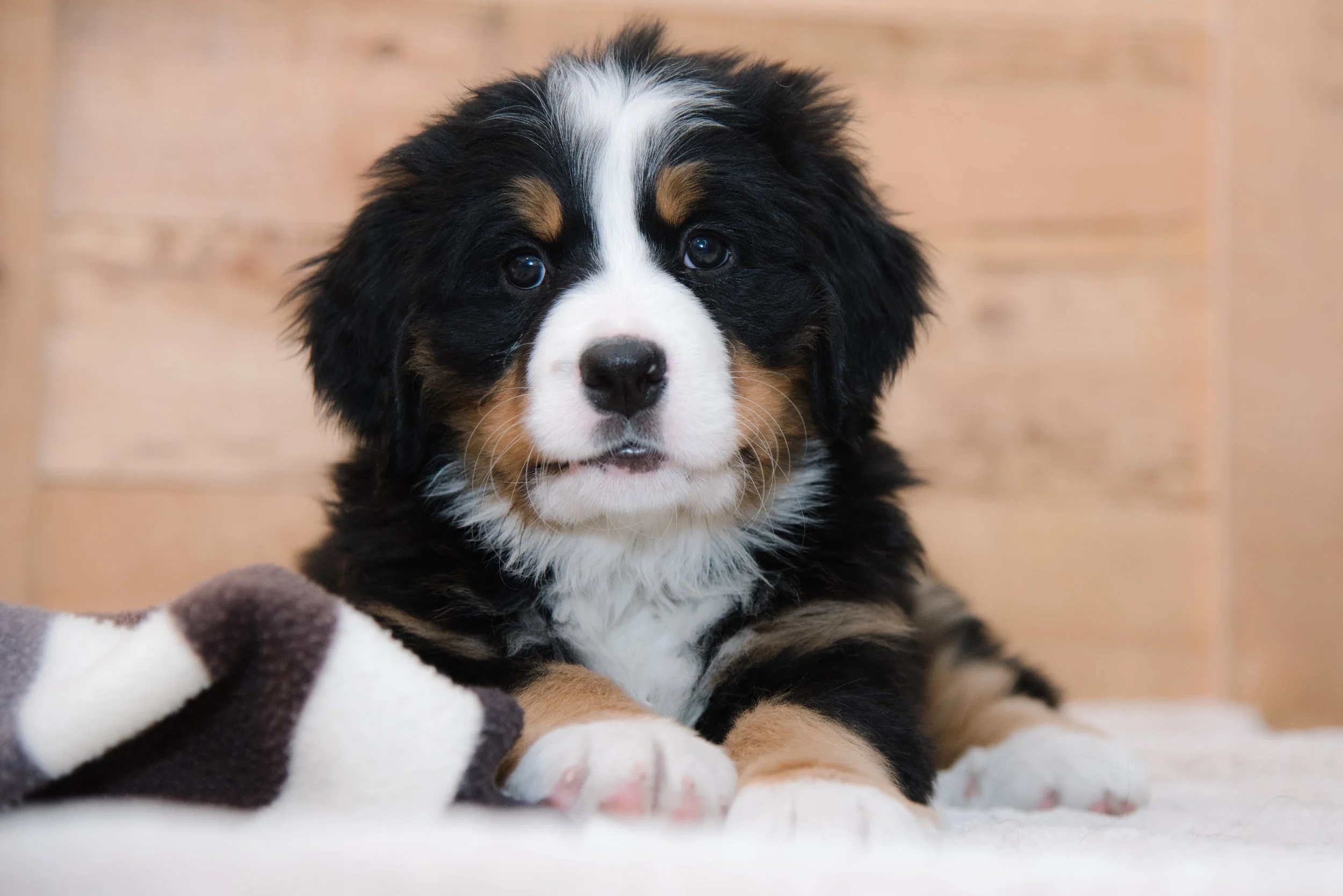 Puppies — Freiberners - Registered Bernese Mountain Dogs