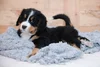 Puppies — Freiberners - Registered Bernese Mountain Dogs