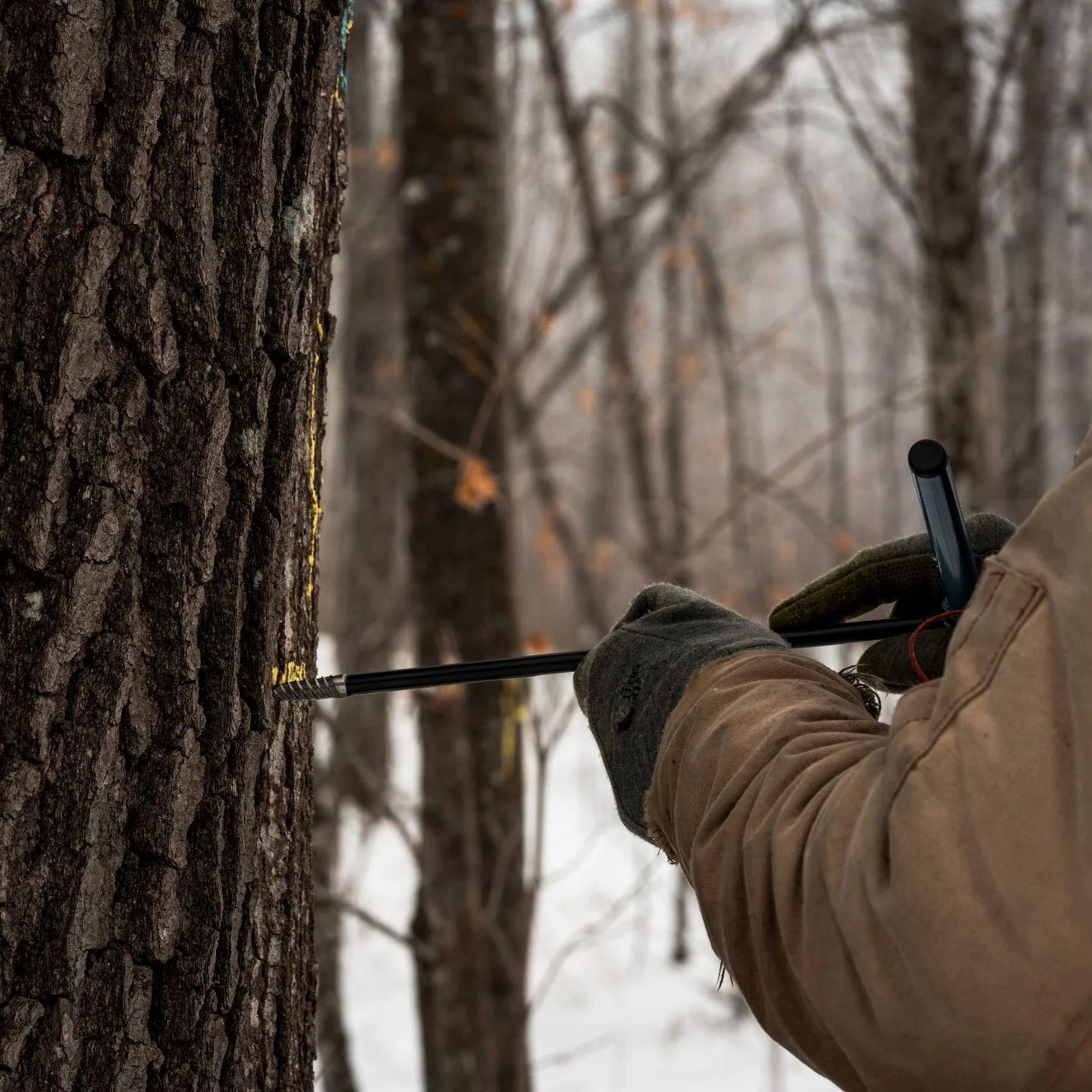 Forest and Woodland Restoration — NRP - Ecological Restoration