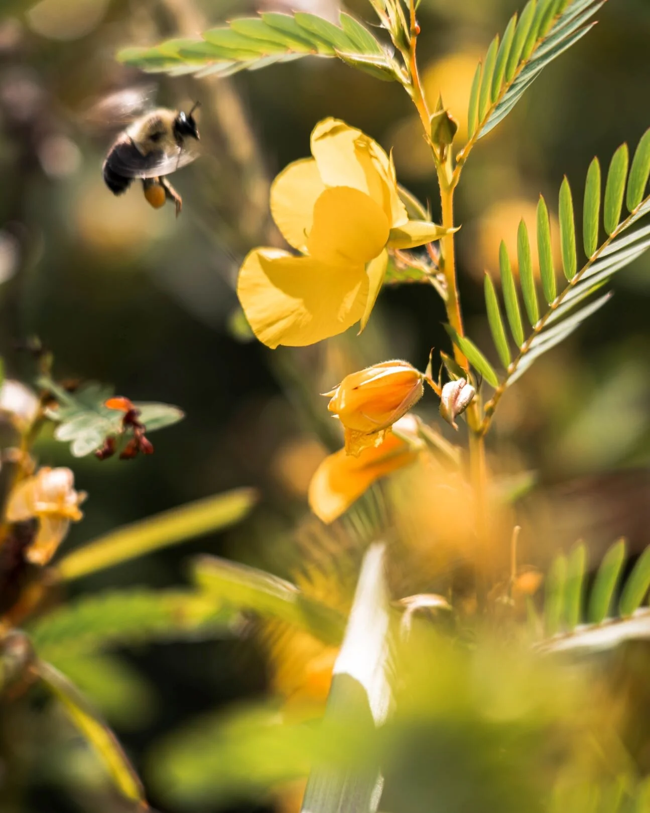 Pollinator Conservation — NRP - Ecological Restoration
