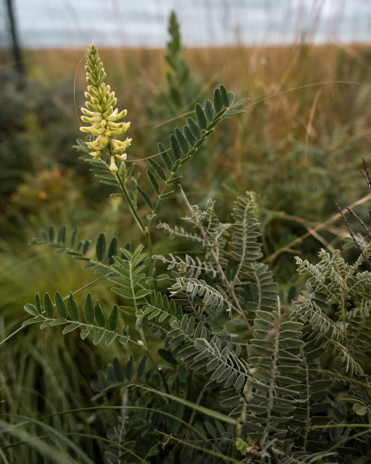 Prairie Restoration — NRP - Ecological Restoration