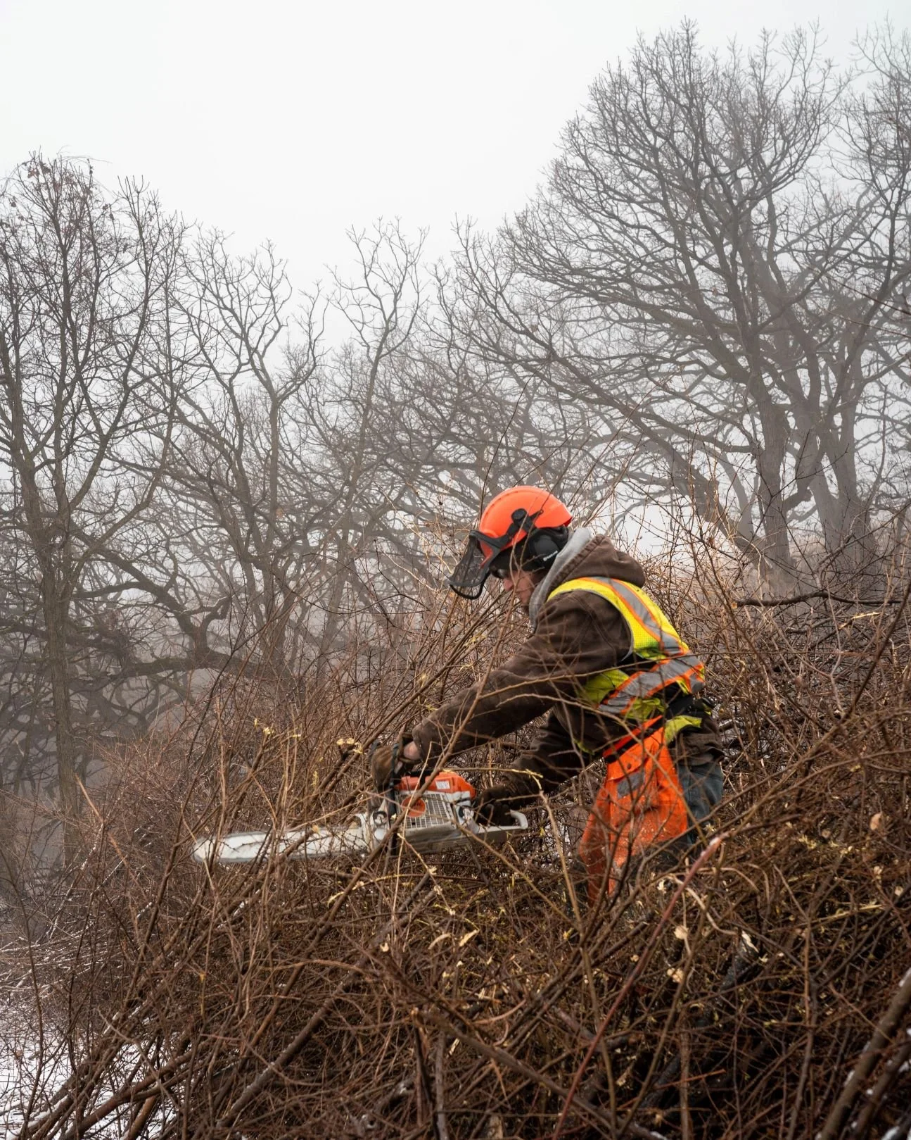Buckthorn Removal — NRP - Ecological Restoration