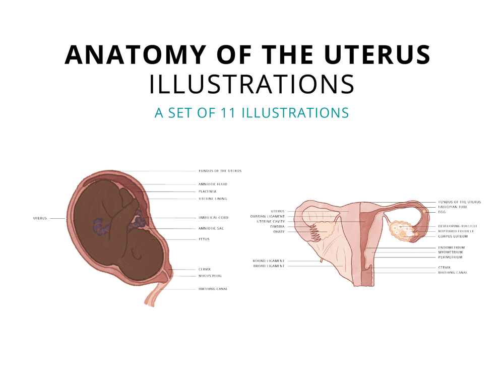 Corpus Of Uterus