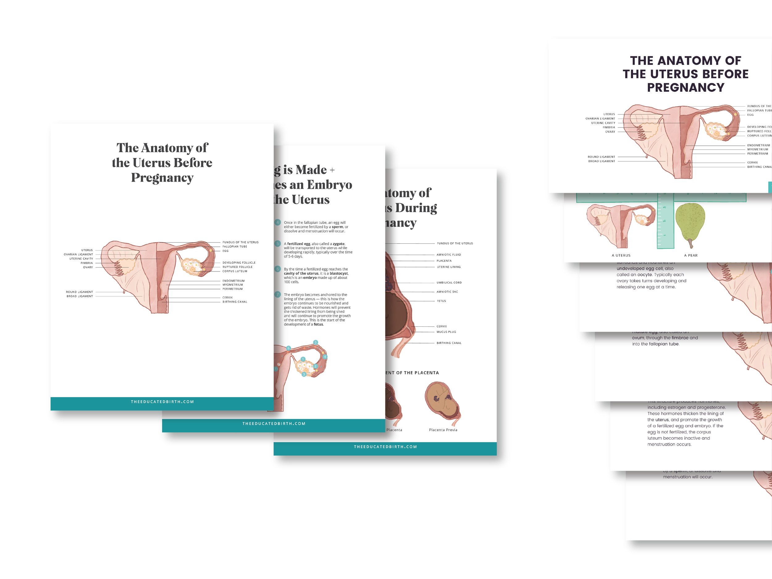 Infographics — The Educated Birth