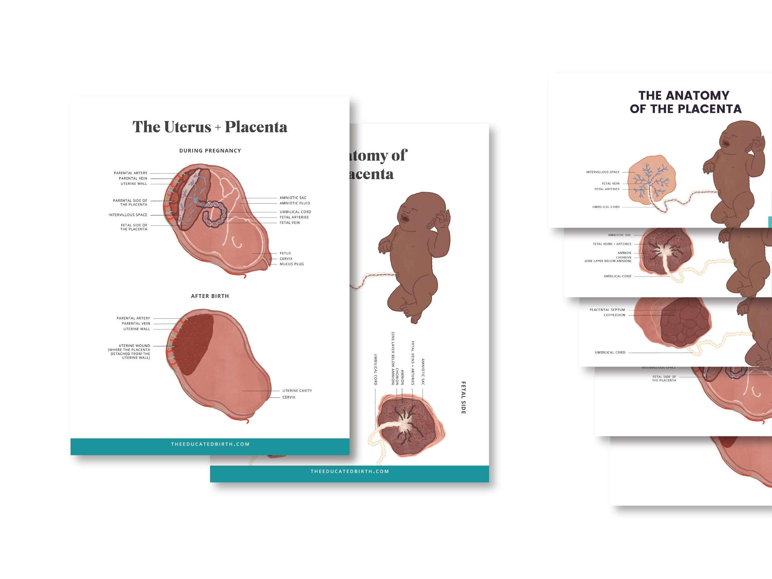 Infographics — The Educated Birth