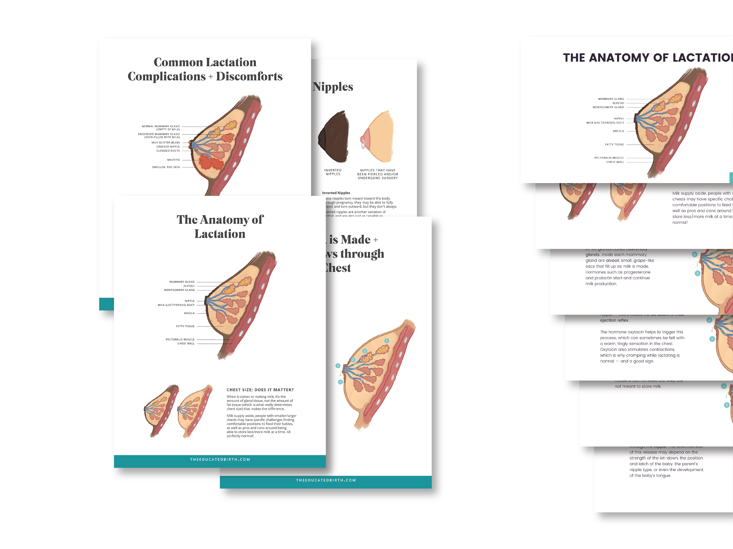 Infographics — The Educated Birth